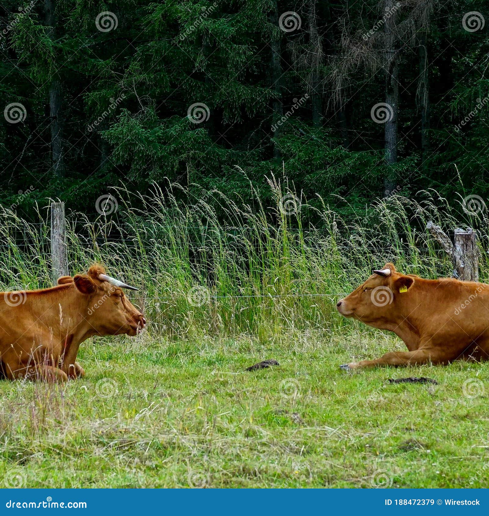 Two Brown Cows Lying on the Green Grass Opposite Each Other Stock Image ...