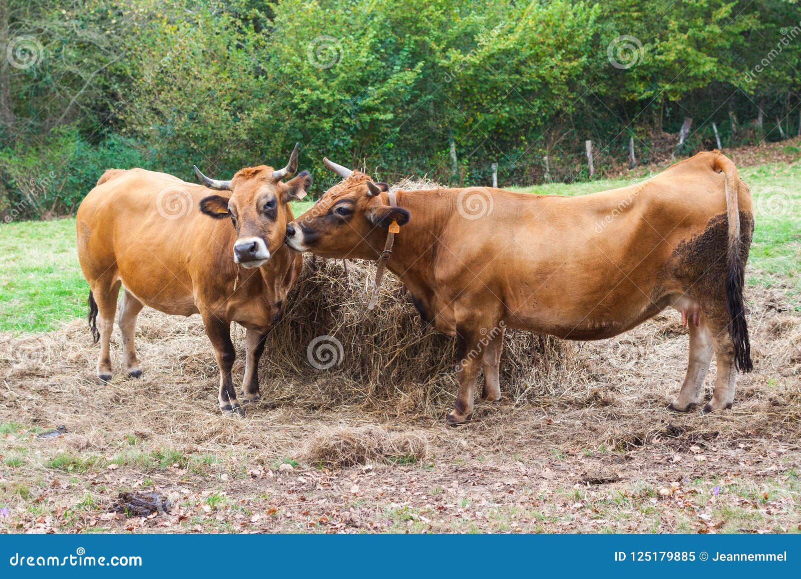 Two Brown Cows Near the Haystack on the Farm Stock Image - Image of ...