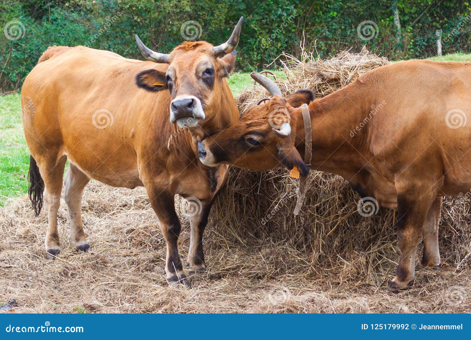 Two Brown Cows Near the Haystack on the Farm Stock Photo - Image of ...