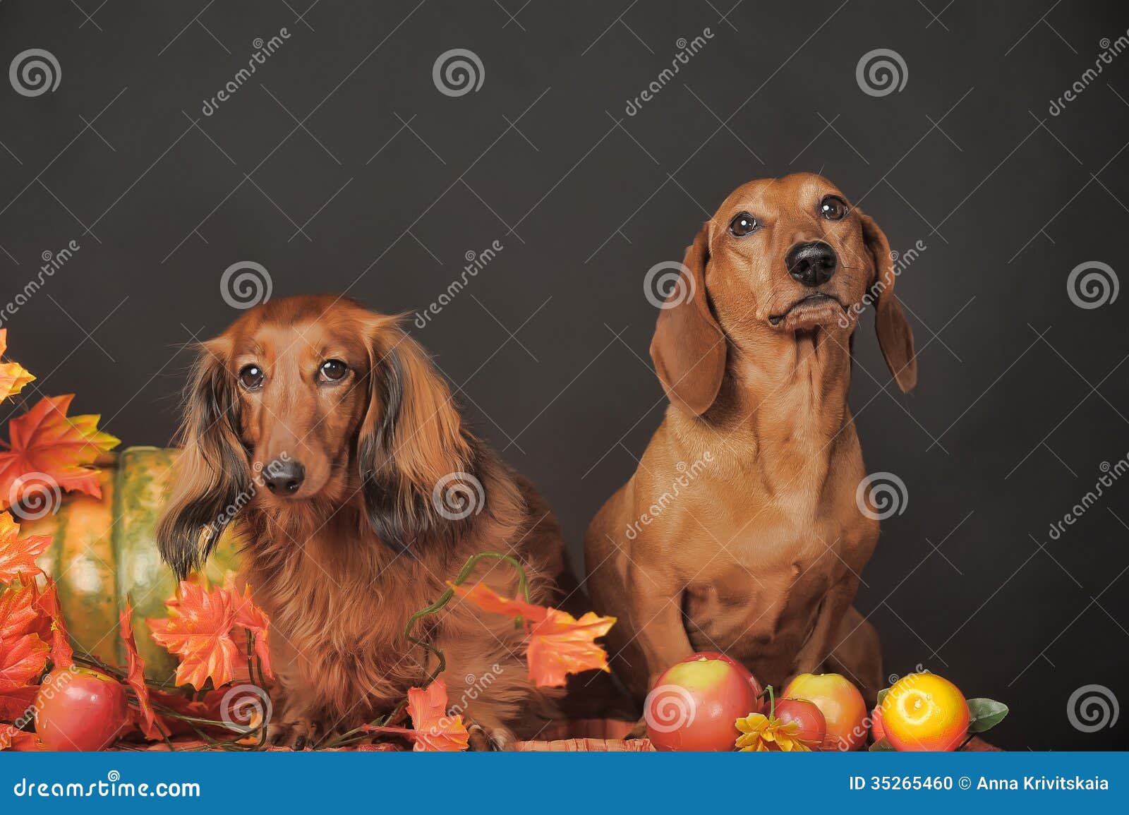 Two brown dachshunds stock photo. Image of happy, hound - 35265460