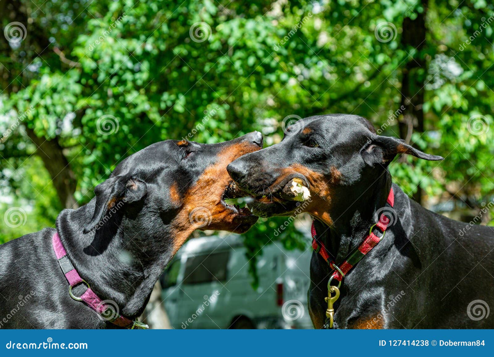 Two Brown Doberman Pinscher Playing in the Park Stock Photo - Image of ...