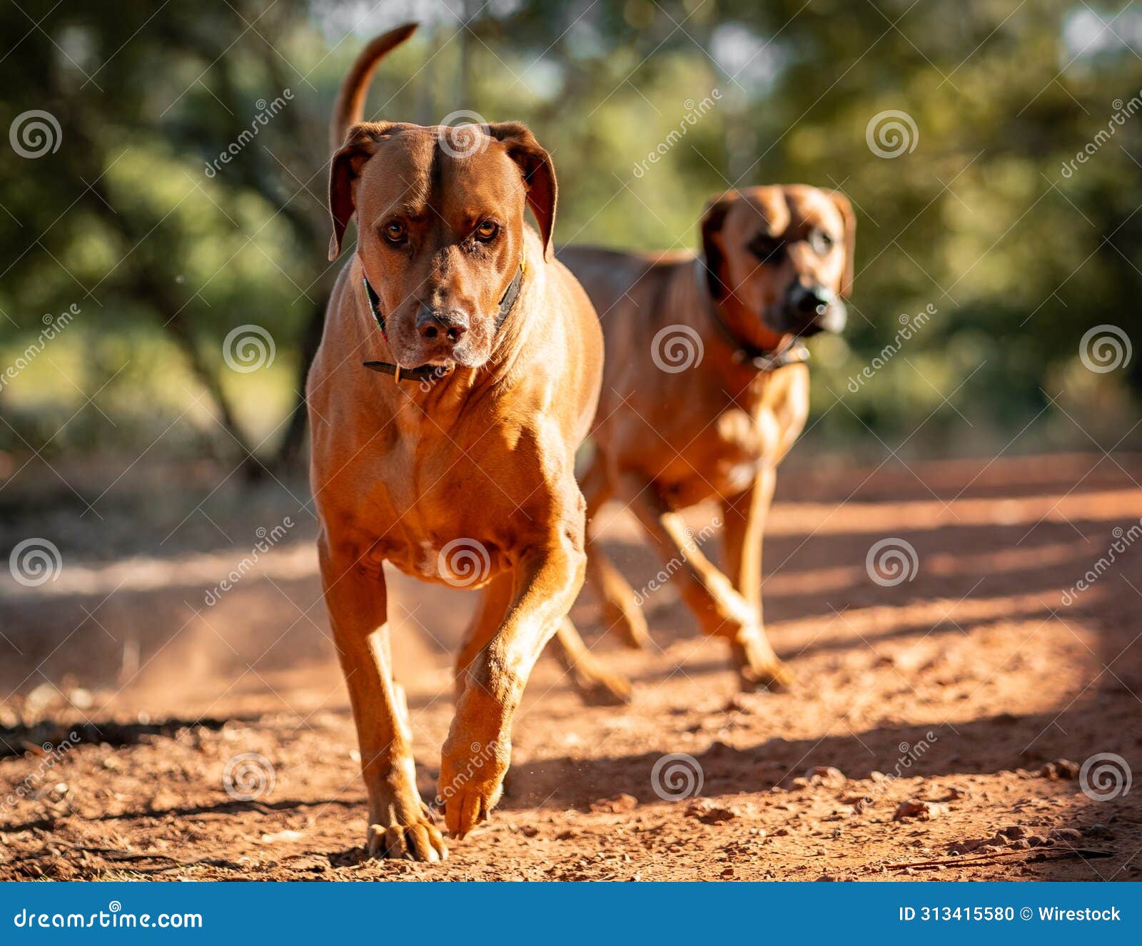 Two Brown Dogs Pictured in a Park Setting Stock Photo - Image of ...