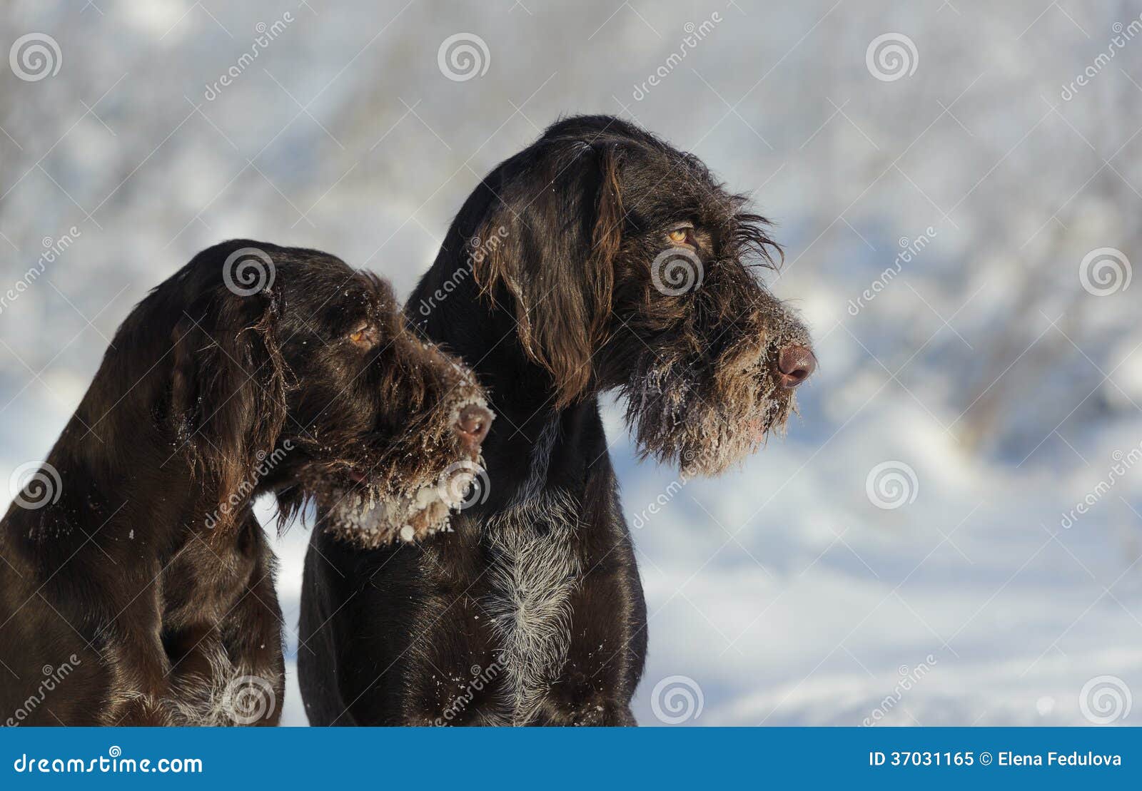 Two Brown Dogs Portrait Against the Snow Stock Image - Image of white ...