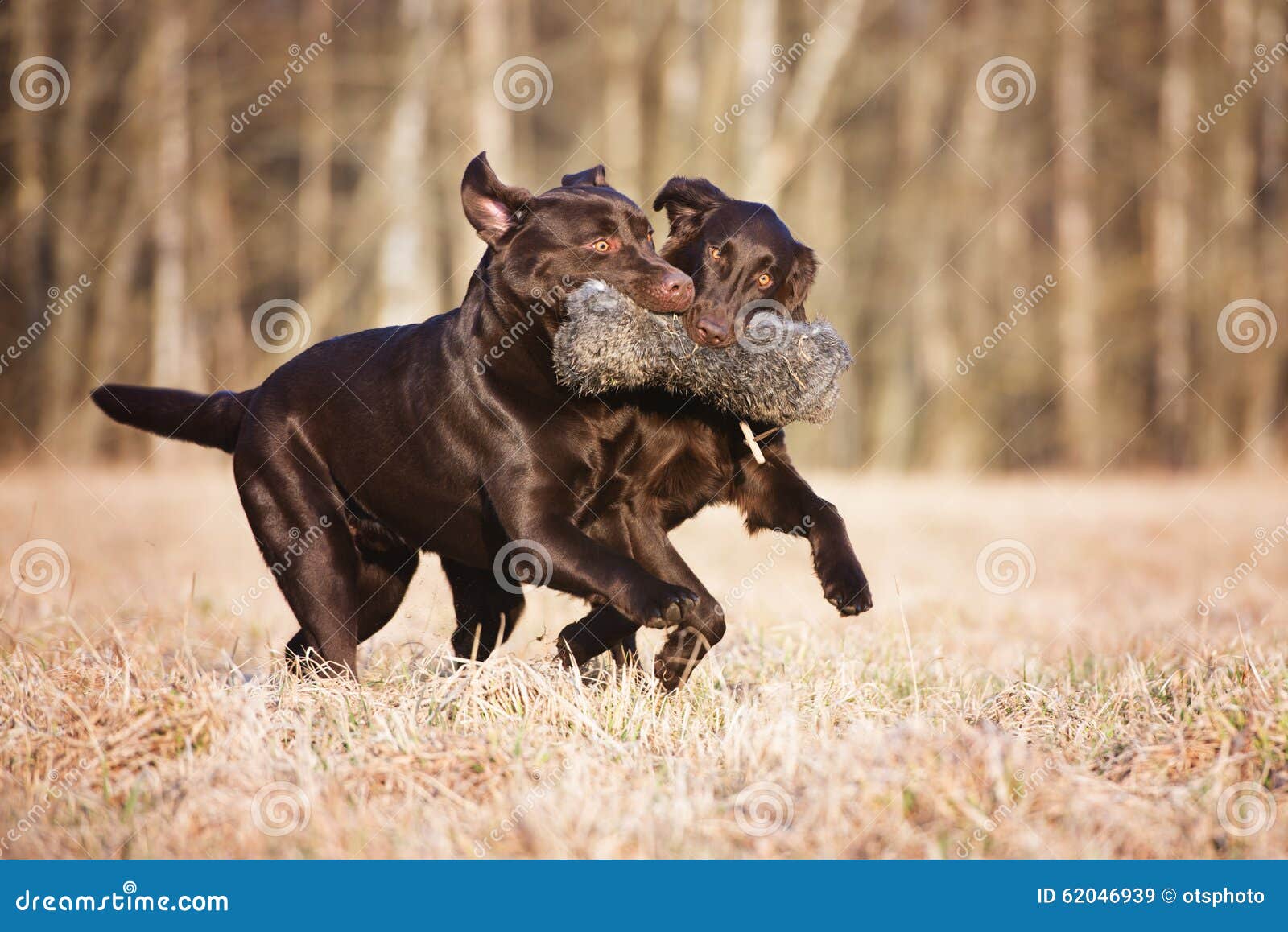 Two Brown Dogs Running Outdoors Stock Image - Image of chocolate, head ...