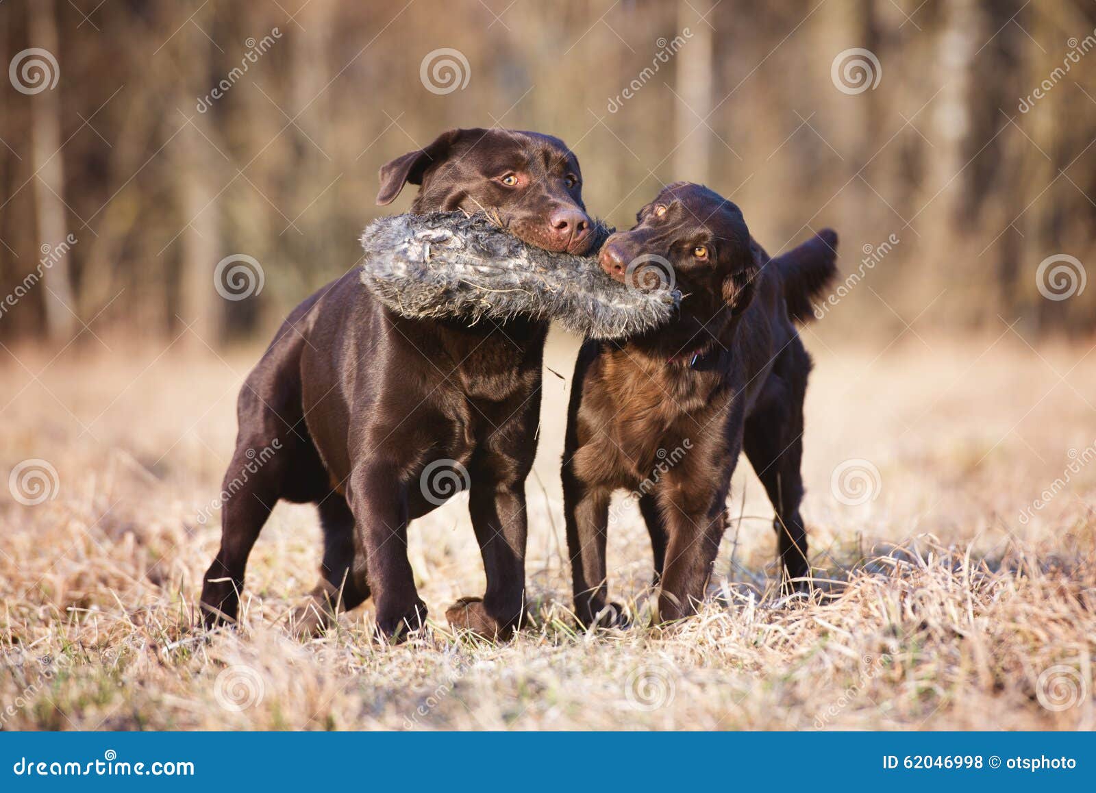 Two Brown Dogs Running Outdoors Stock Photo - Image of healthy ...