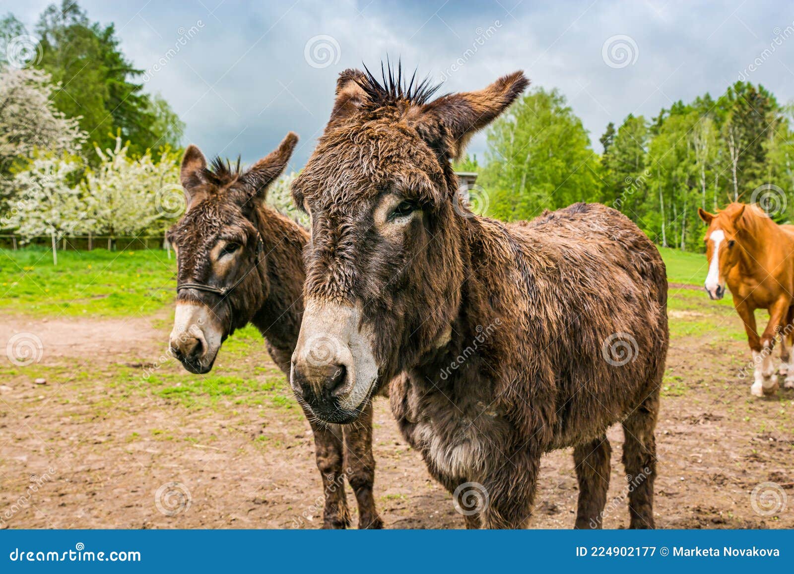 Two Brown Donkeys in Spring Meadow in Czech Republic Stock Image ...