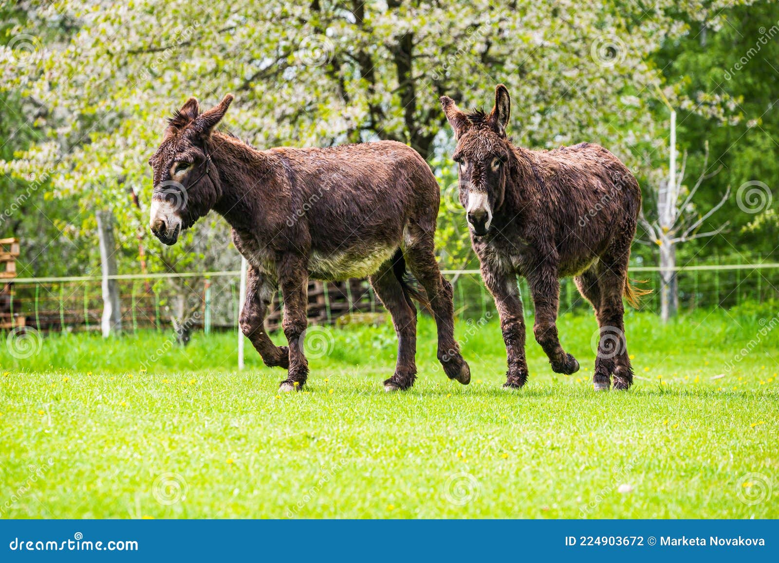 Two Brown Donkeys in Spring Meadow in Czech Republic Stock Photo ...