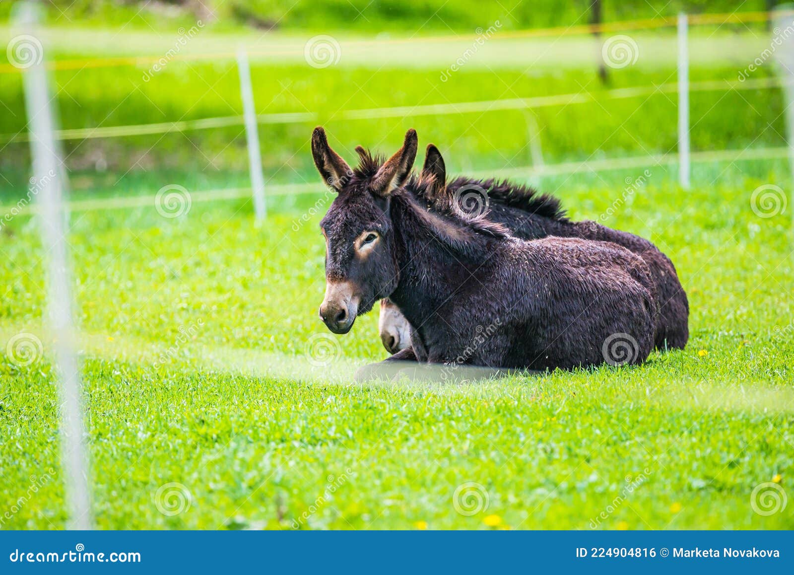 Two Brown Donkeys in Spring Meadow in Czech Republic Stock Photo ...