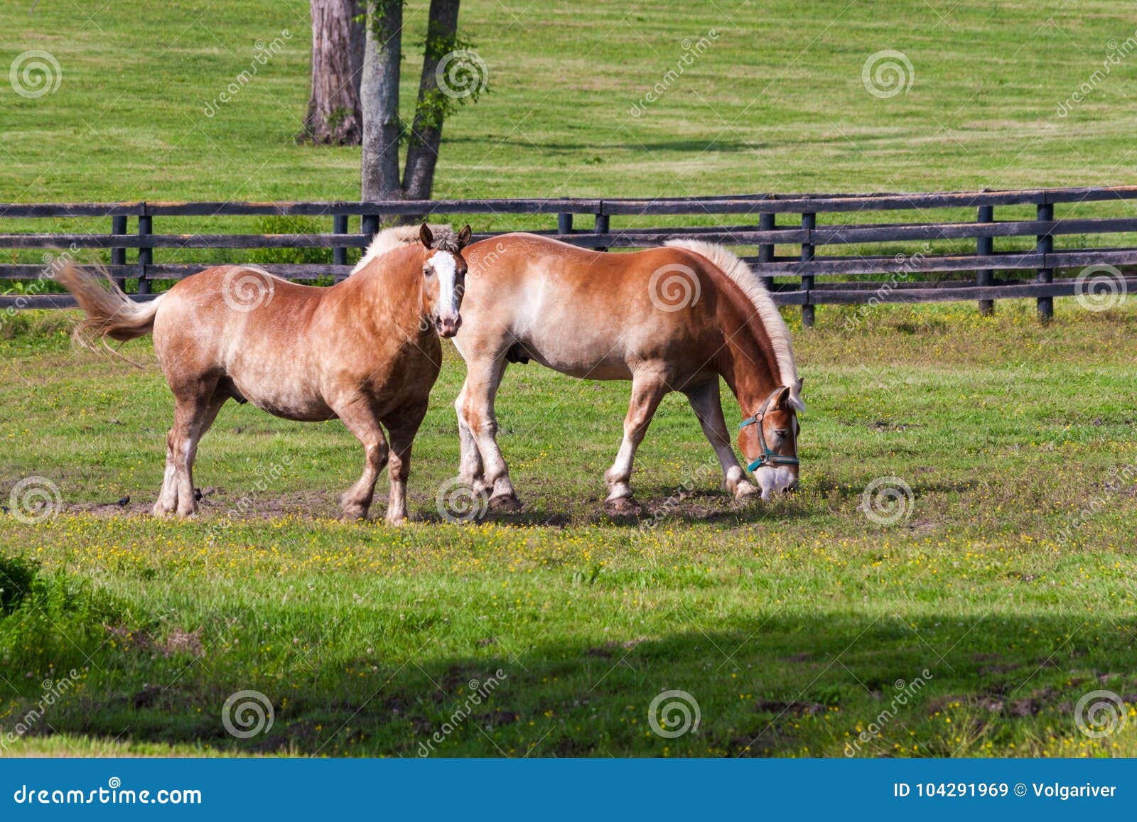 Two Brown Draft Horses on Farm Land Stock Image - Image of calm ...