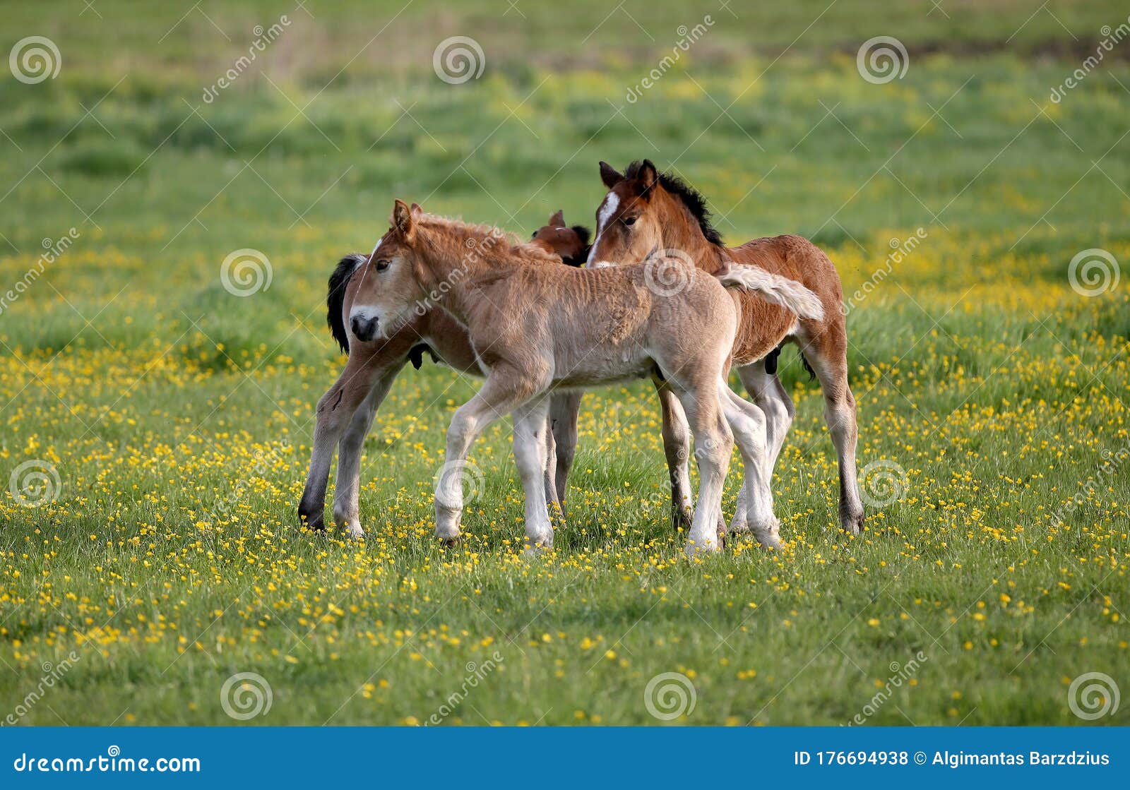 Two Brown Foals are Playing on the Meadow Stock Photo - Image of animal ...