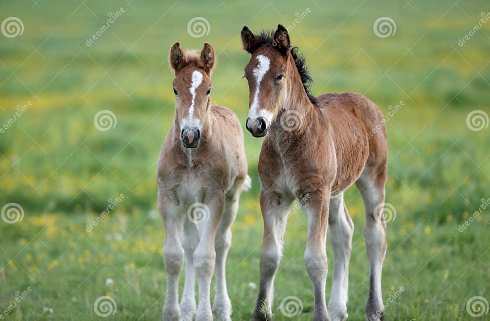 Two Brown Foals are Playing on the Meadow Stock Image - Image of ...
