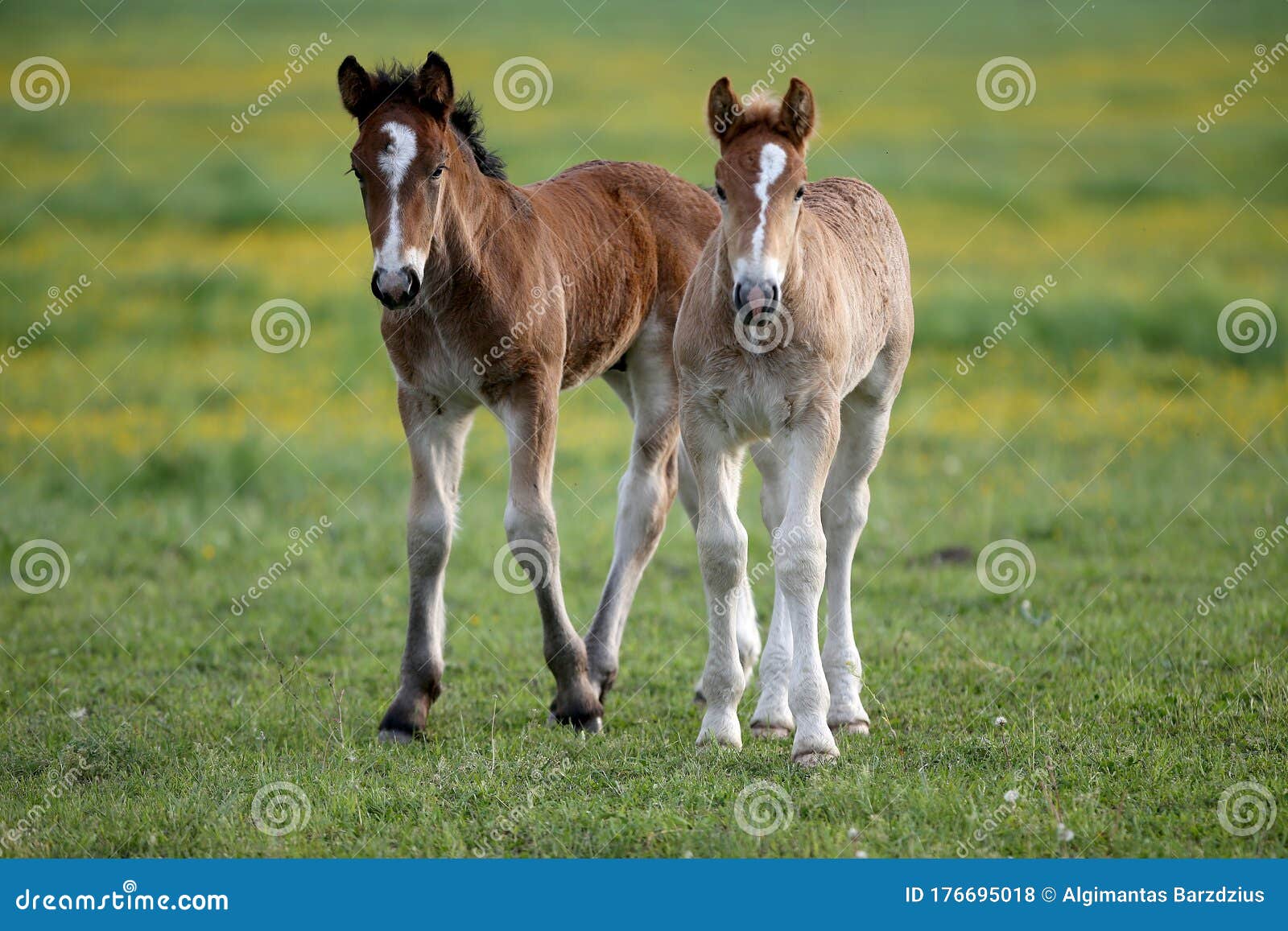 Two Brown Foals are Playing on the Meadow Stock Photo - Image of brown ...