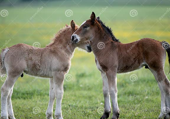 Two Brown Foals are Playing on the Meadow Stock Image - Image of people ...