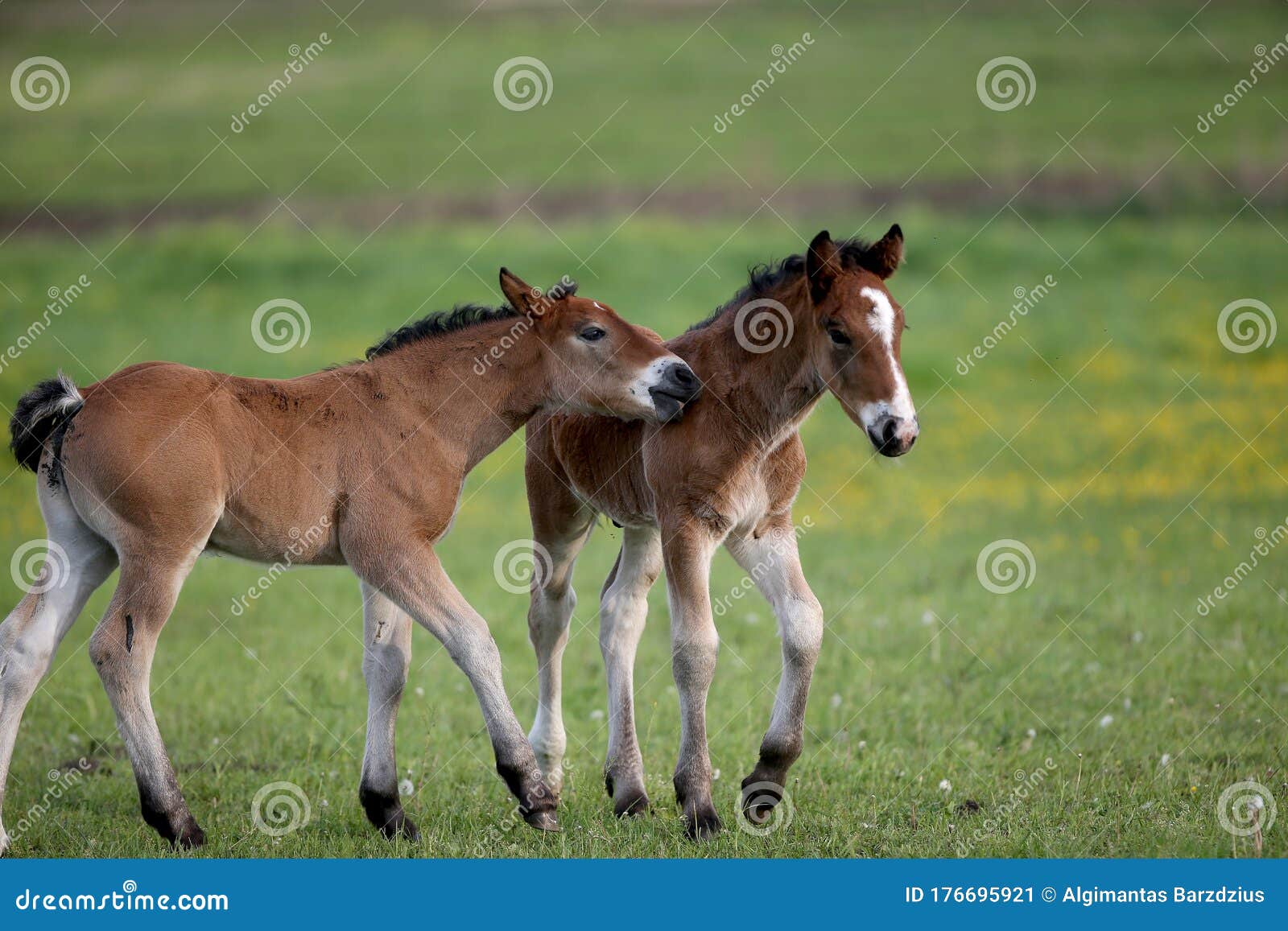 Two Brown Foals are Playing on the Meadow Stock Image - Image of animal ...