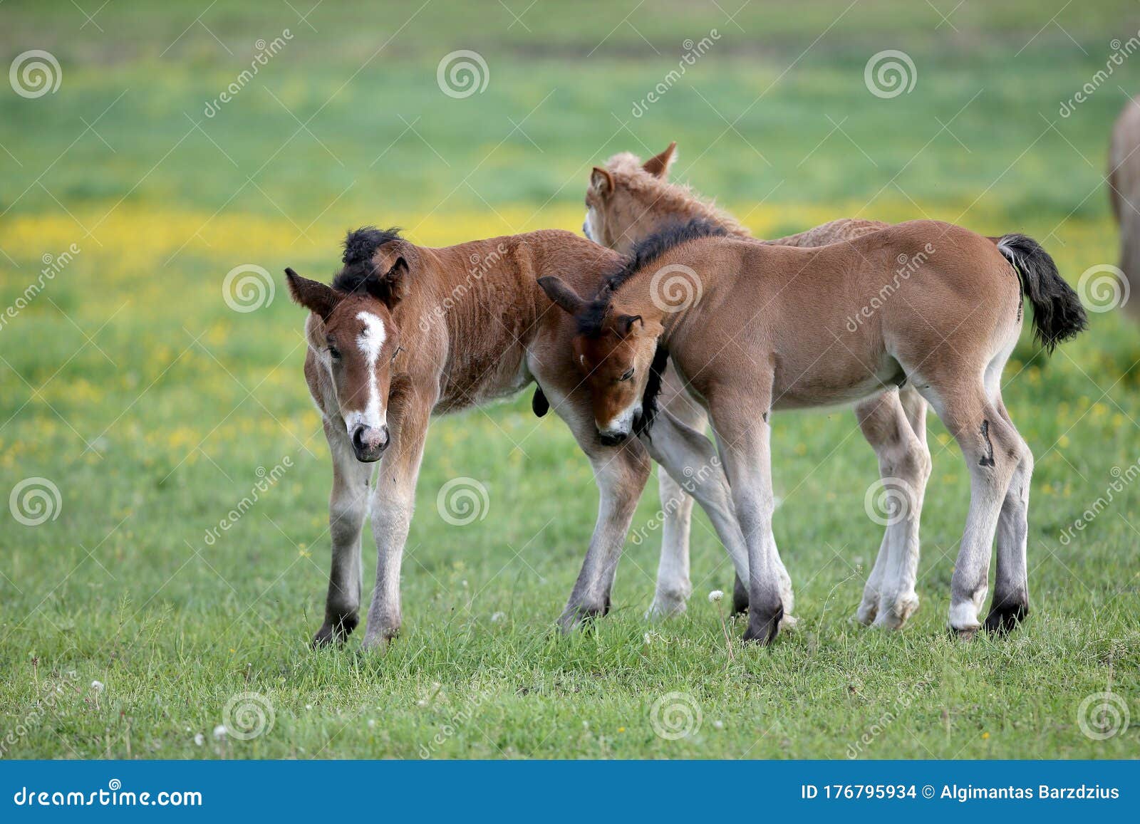Two Brown Foals are Playing on the Meadow Stock Photo - Image of ...