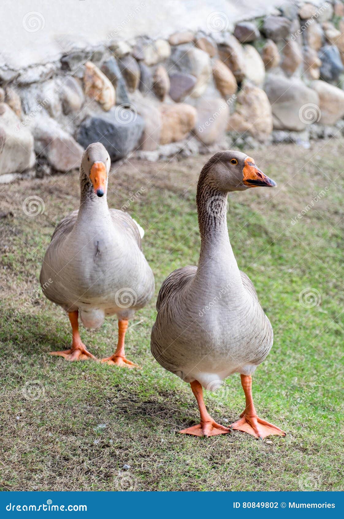 Two brown goose stock photo. Image of poultry, furry - 80849802