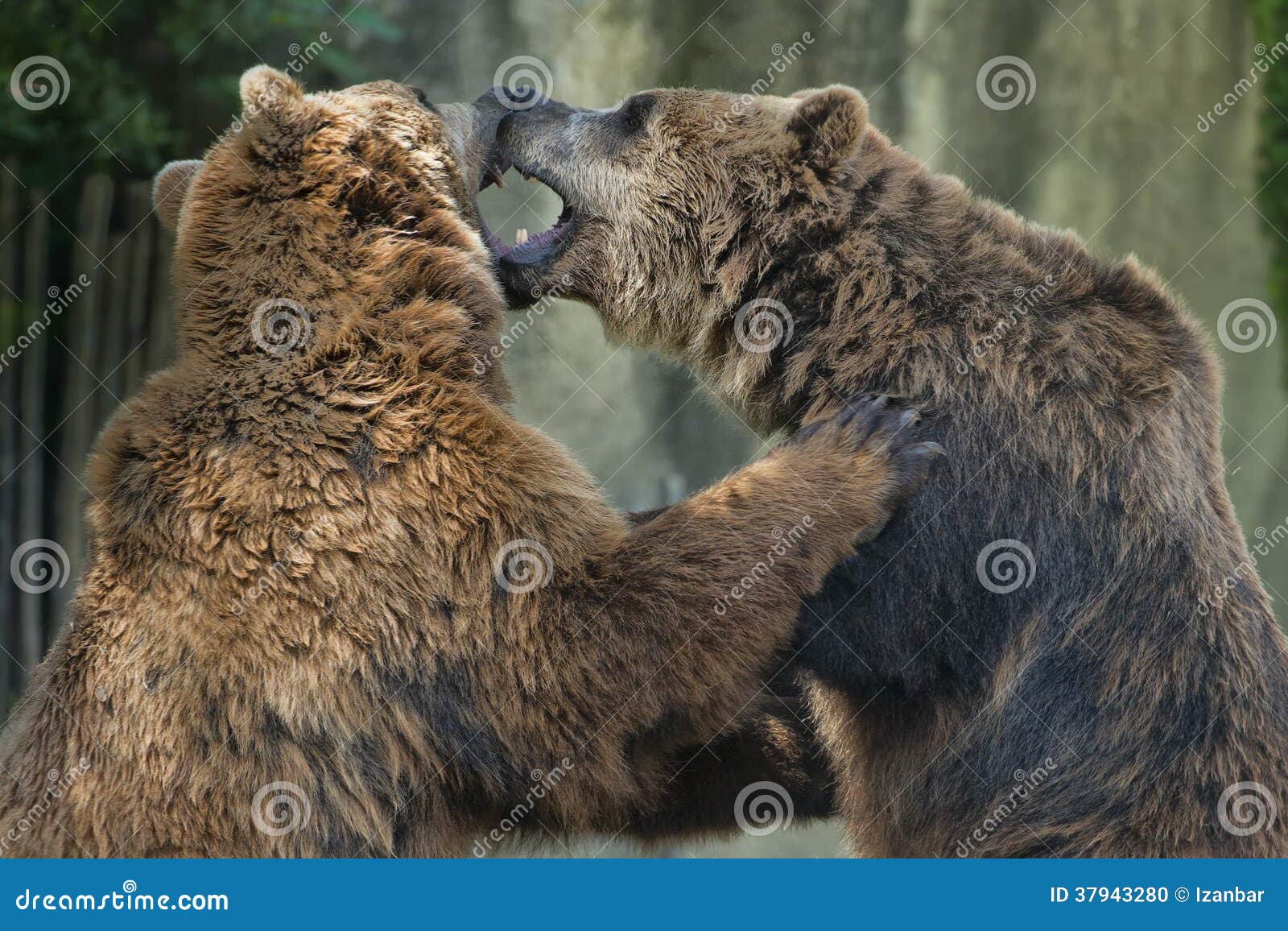 Two Brown Grizzly Bears while Fighting Stock Photo - Image of north ...