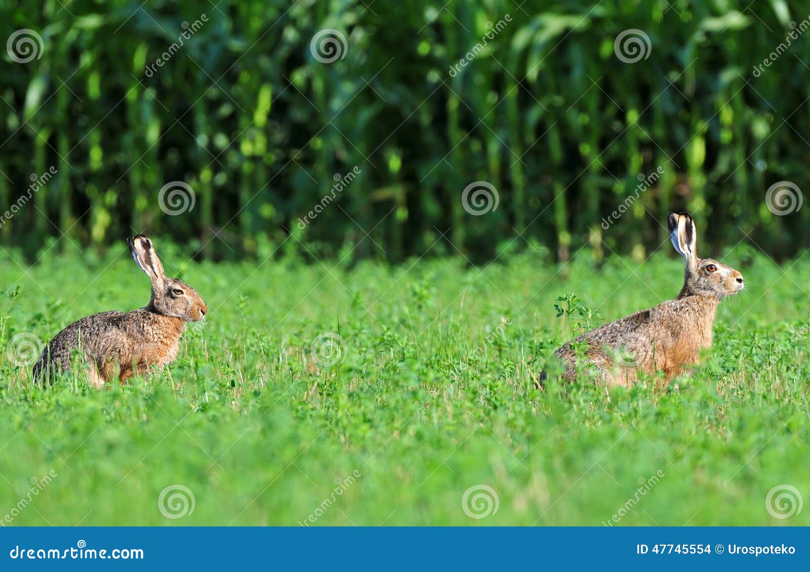 Two brown hare stock photo. Image of nature, alertness - 47745554