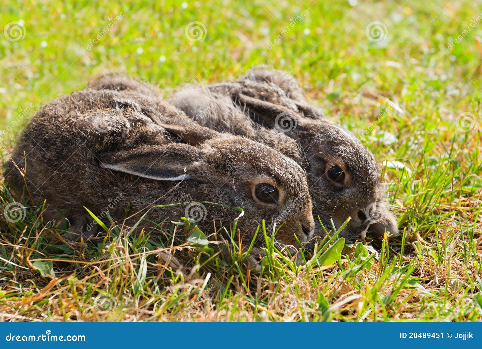 Two brown hares stock image. Image of field, panic, morning - 20489451