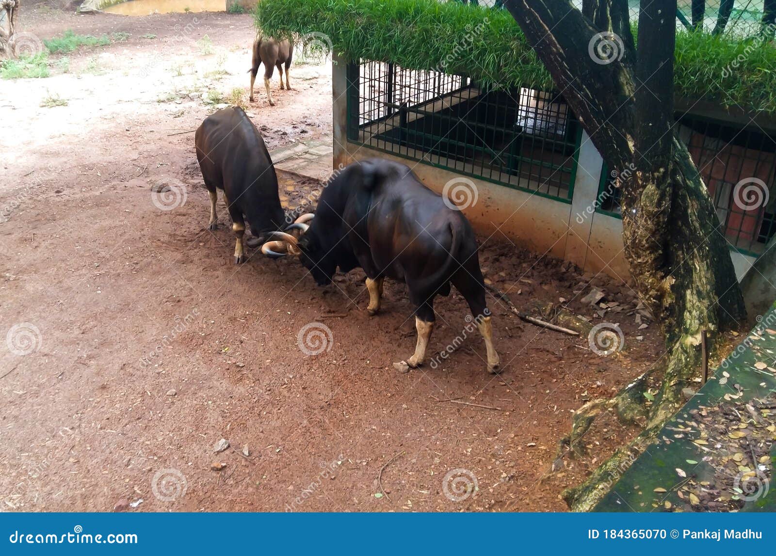Two Brown Heavy Bulls Fighting with Each Other in India Stock Photo ...
