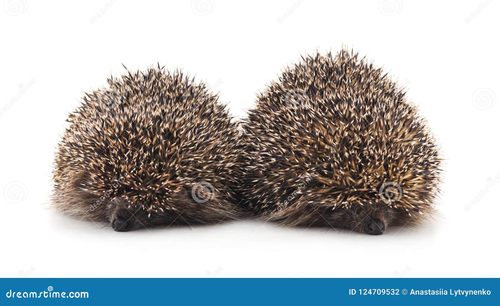 Two brown hedgehogs. stock photo. Image of mammals, spines - 124709532
