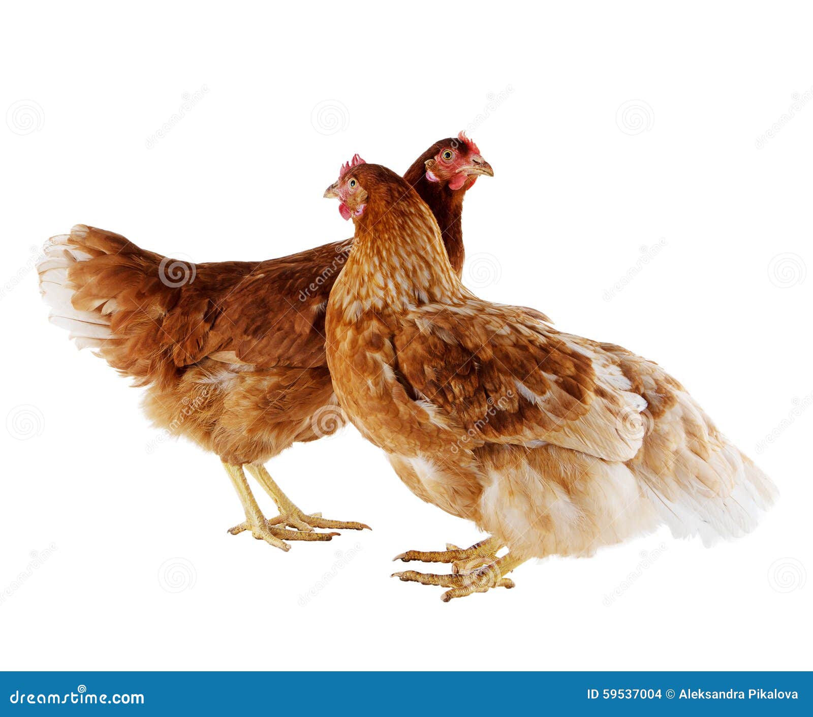 Two brown hen stock photo. Image of clear, real, studio - 59537004