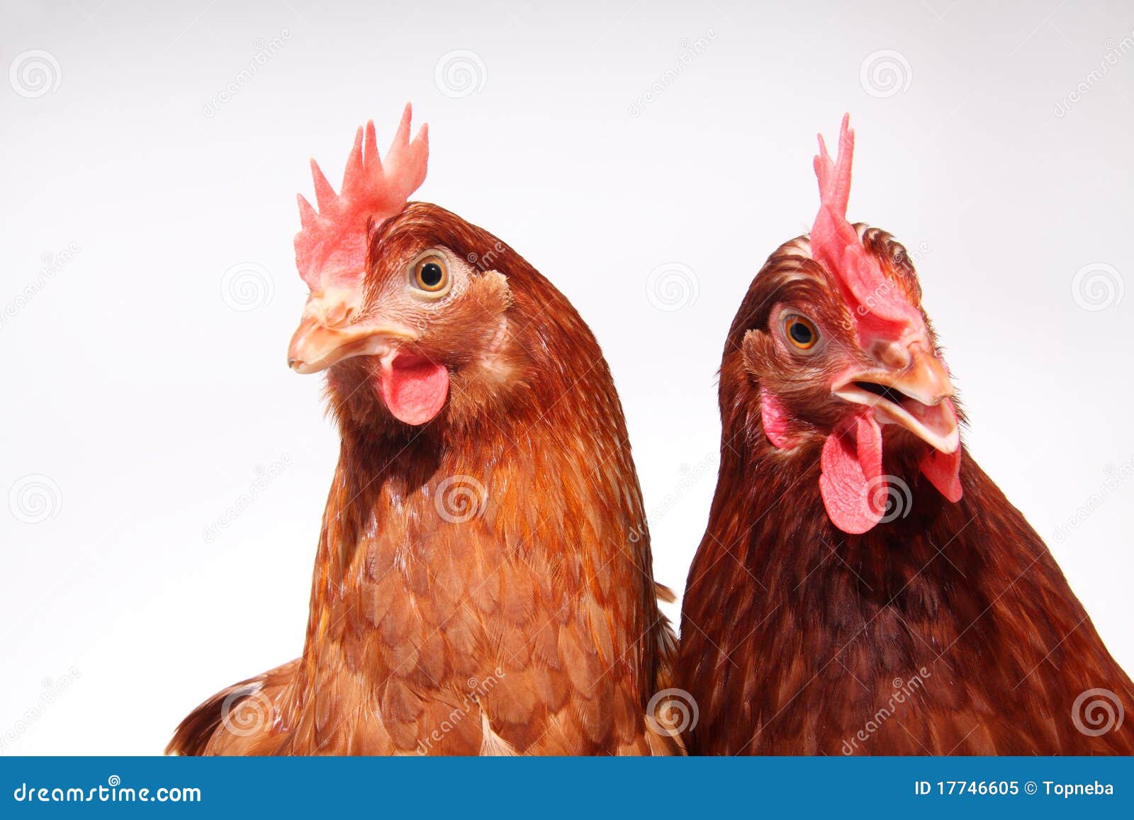 Two brown hens stock image. Image of beak, poultry, portrait - 17746605