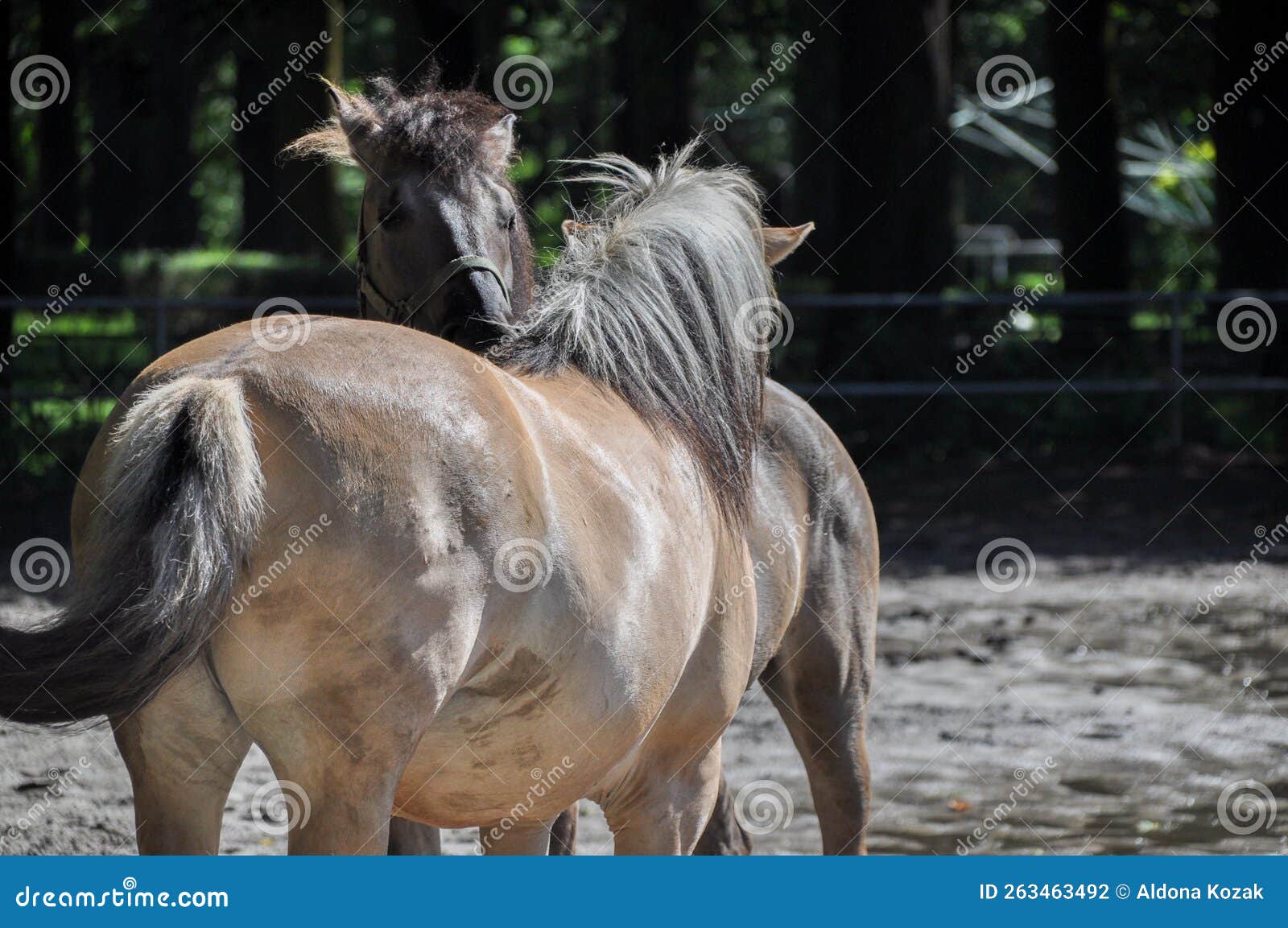 Two Brown Horses Cuddle in the Paddock Stock Photo - Image of animal ...