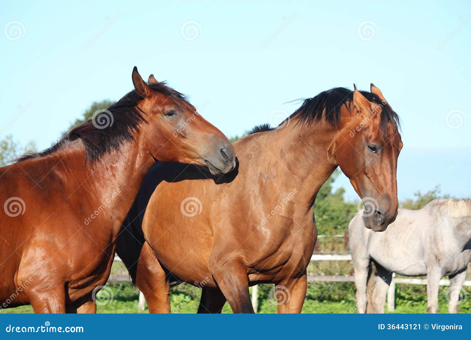 Two Brown Horses Fighting Playfully Stock Image - Image of equestrian ...