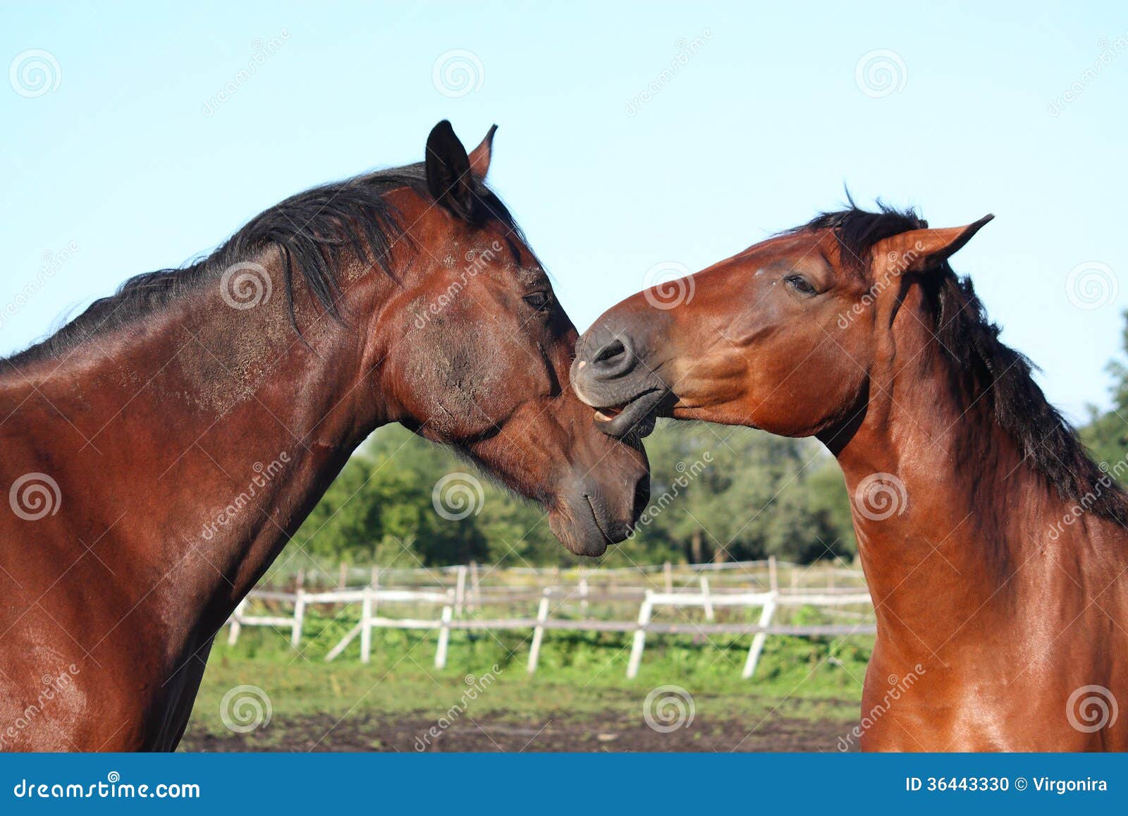 Two Brown Horses Lovingly Nuzzling Each Other Stock Photo - Image of ...