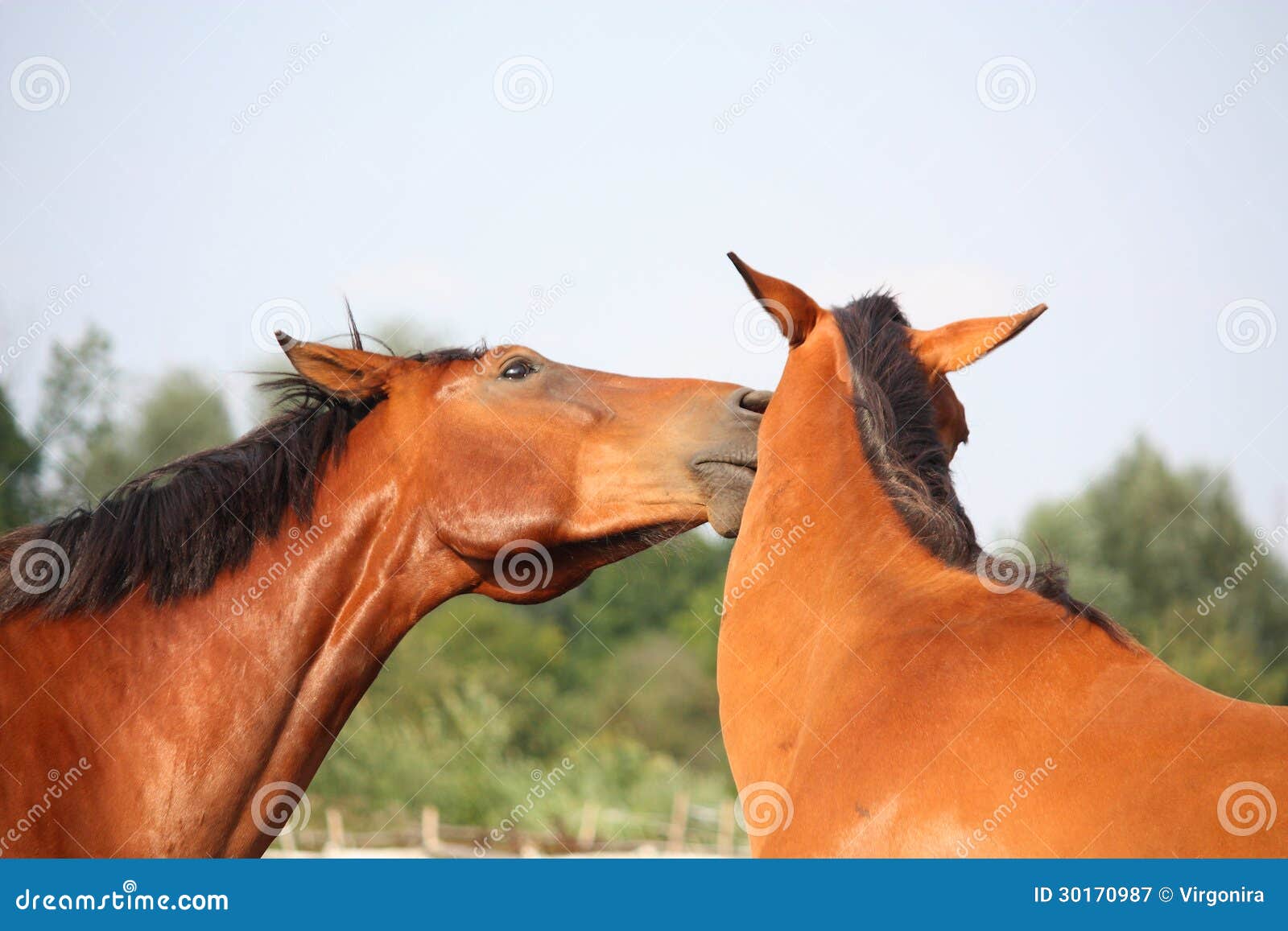 Two Brown Horses Nuzzling Each Other Stock Image - Image of companion ...