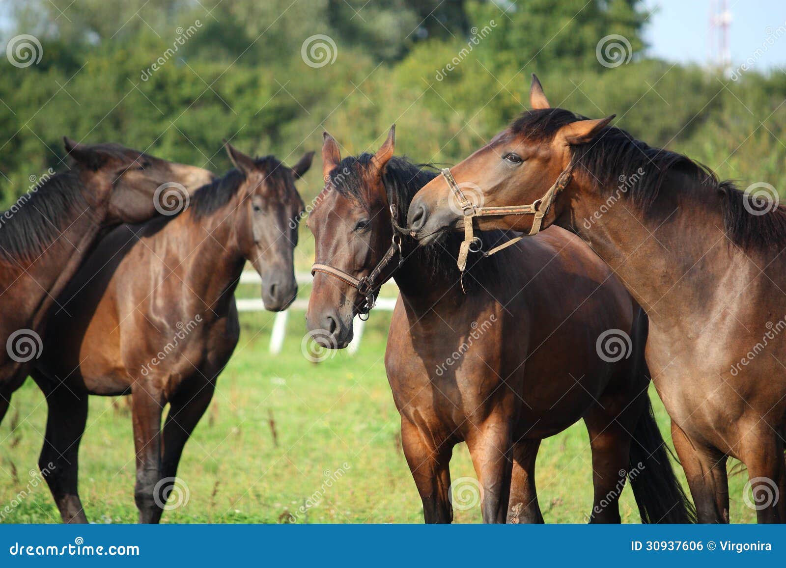 Two Brown Horses Nuzzling Each Other Stock Photo - Image of pair ...