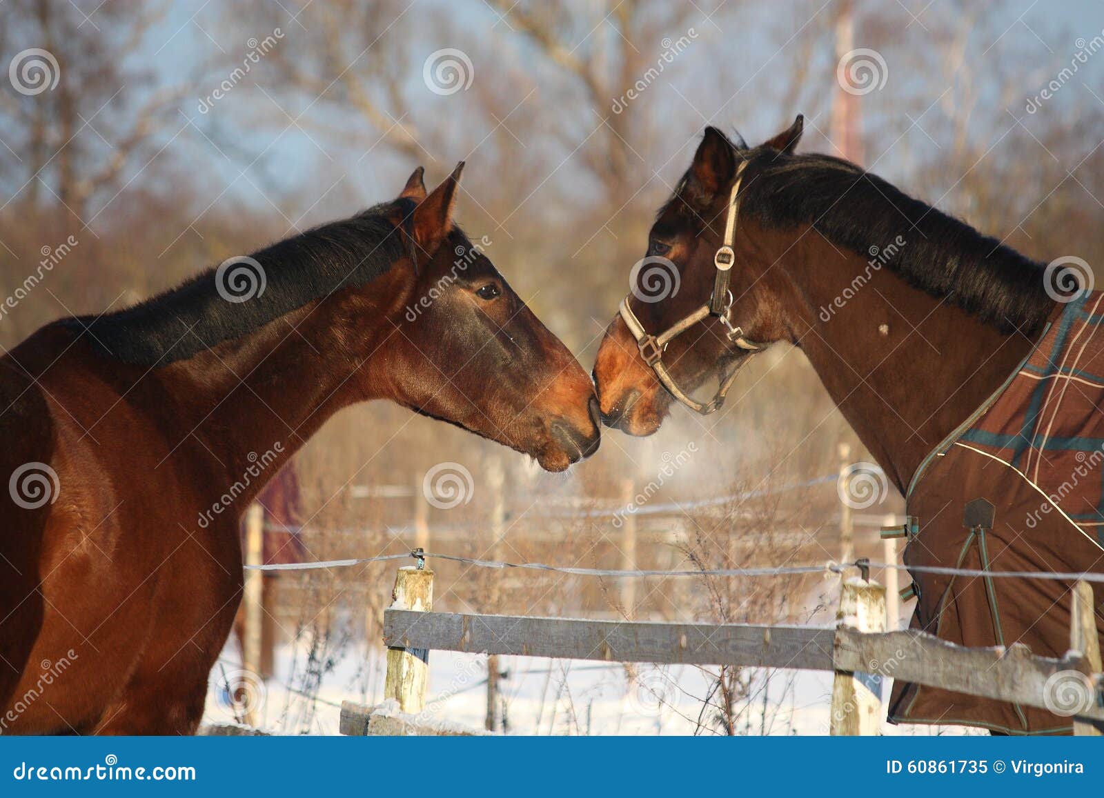 Two Brown Horses Playfully Nuzzling Each Other Stock Image - Image of ...