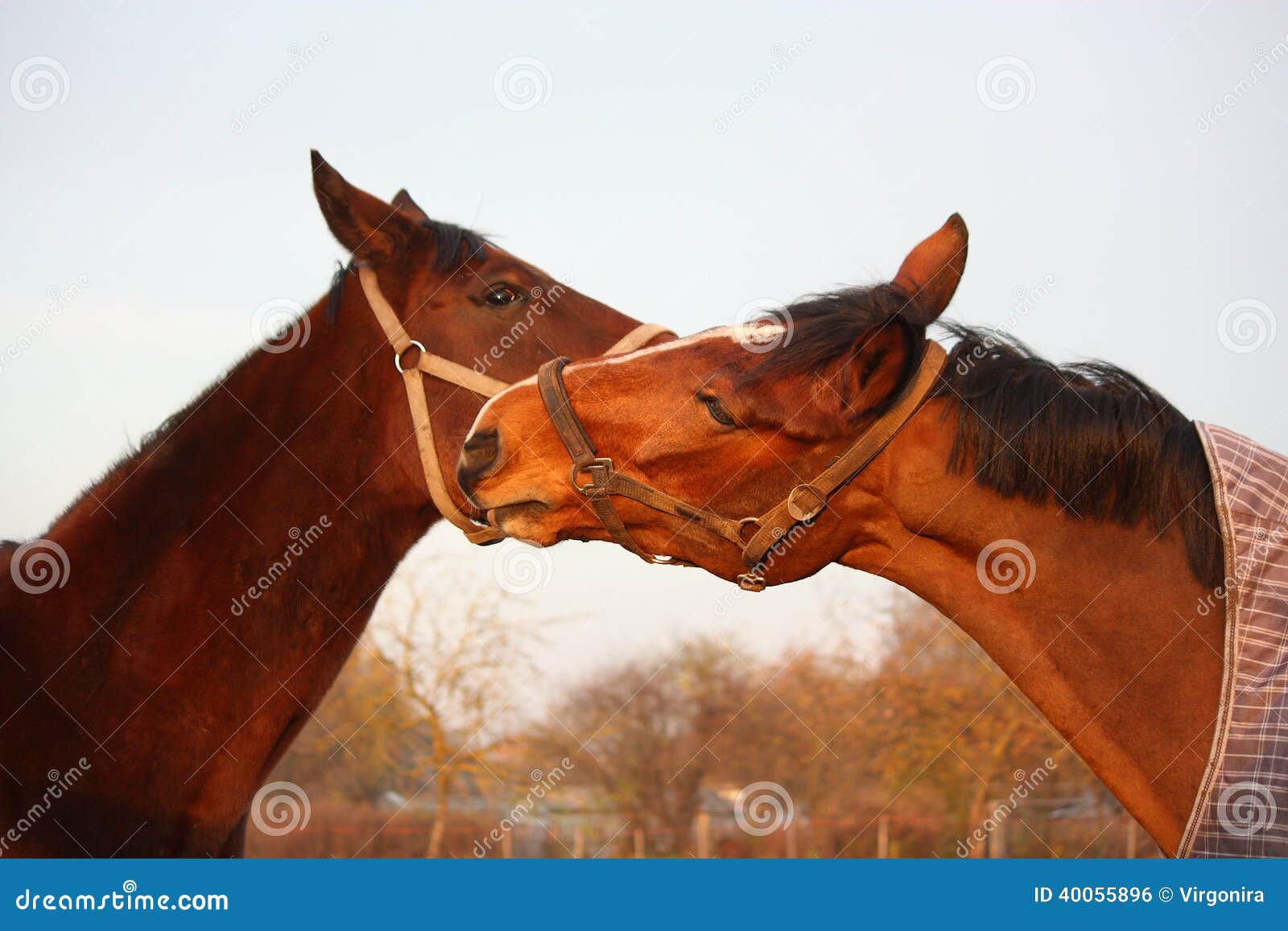 Two Brown Horses Playing Together Stock Photo - Image of couple, farm ...