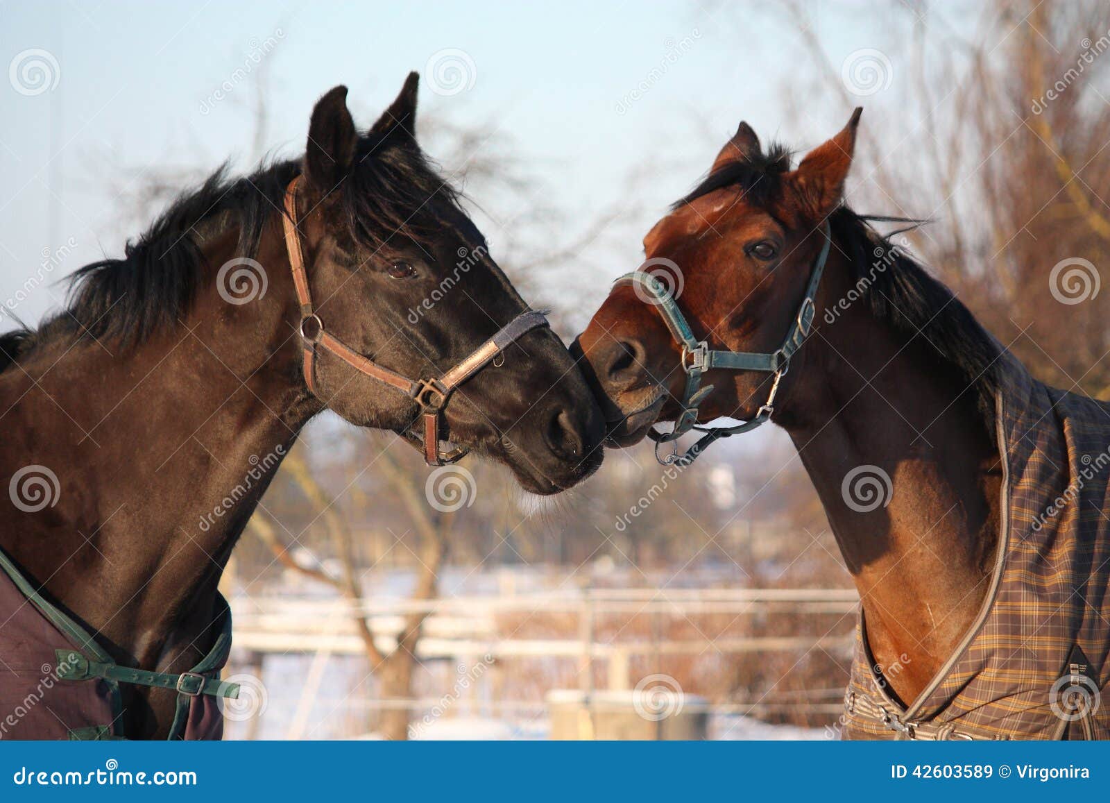 Two Brown Horses Playing Together Stock Image - Image of breed, animal ...