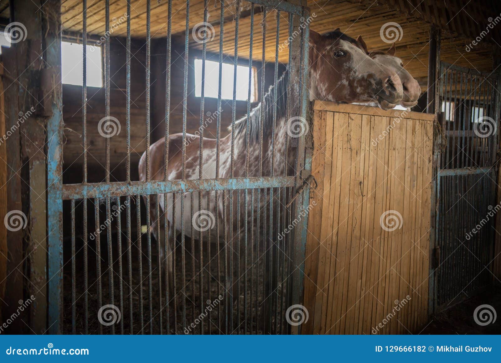 Two Brown Horses Standing in a Stable Stock Photo - Image of animals ...