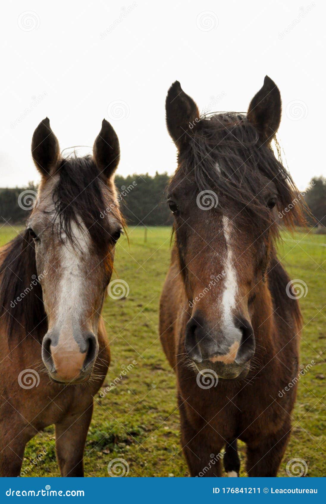 Two Brown Horses Staring at the Camera Stock Image - Image of field ...