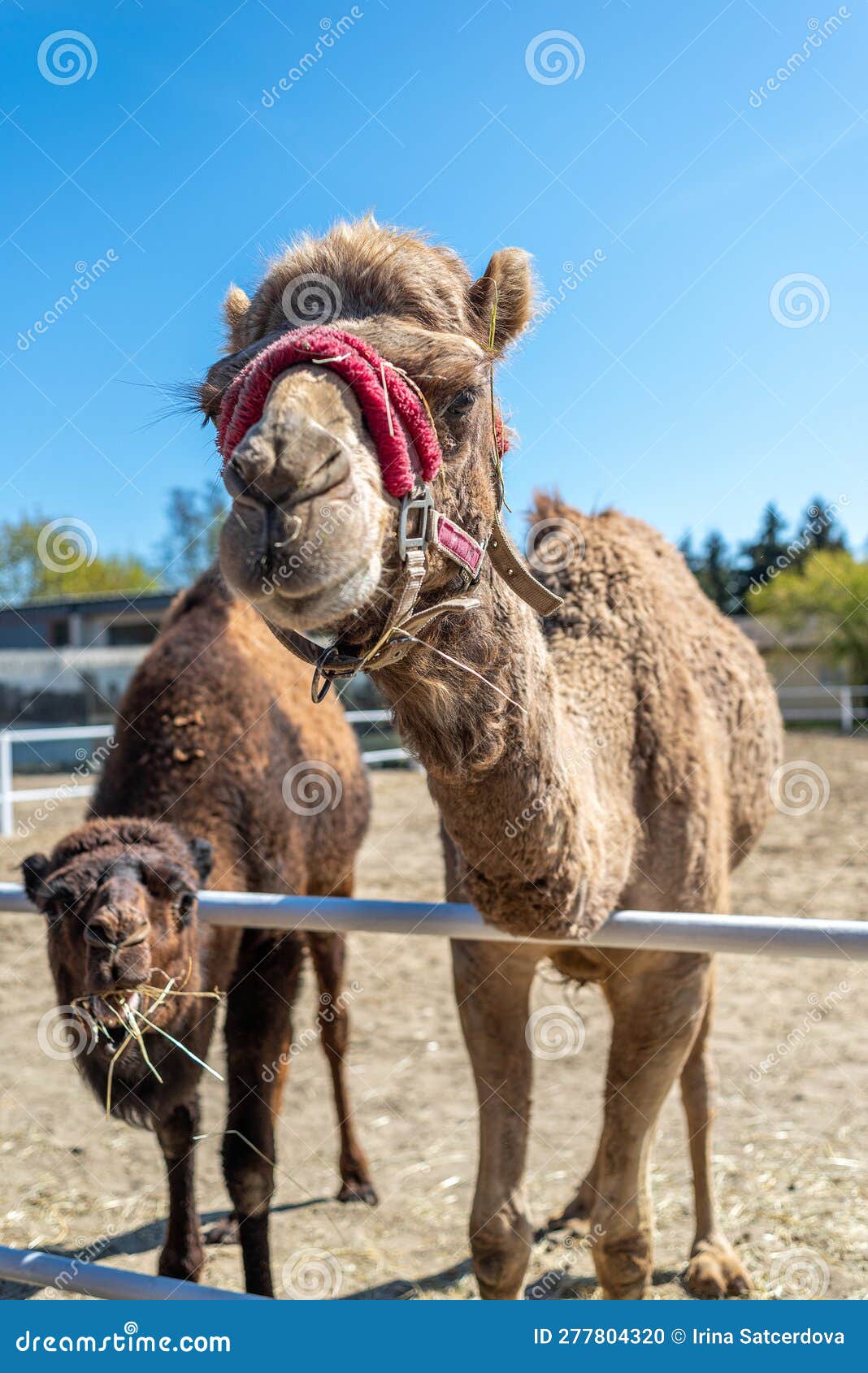 Two Brown Humped Camels Behind the Hedge Pull Their Snouts. Stock Photo ... Two Brown Humped Camels Behind the Hedge Pull Their Snouts. Stock Photo ...