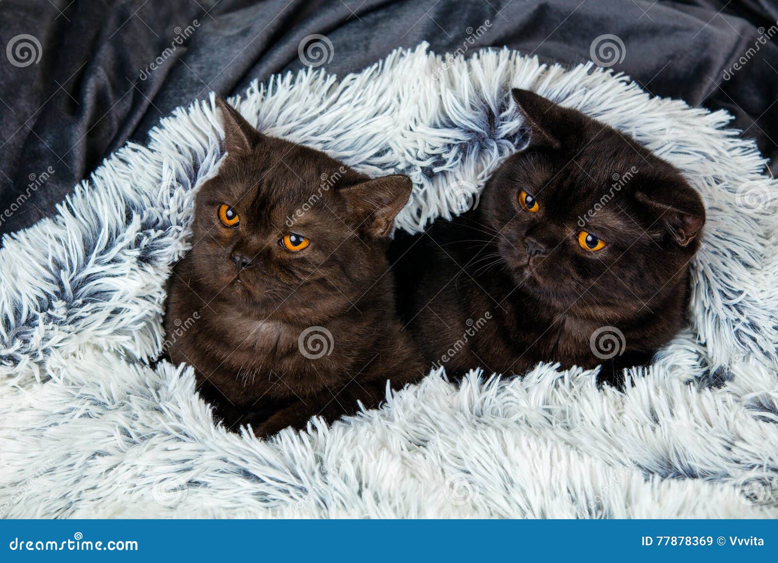 Two brown kittens stock image. Image of care, kitty, cozy - 77878369