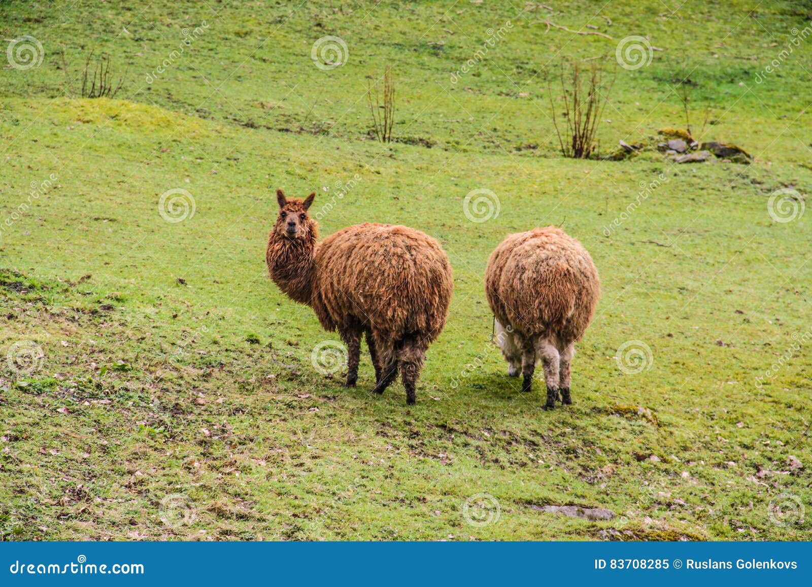 Two Brown lama stock image. Image of funny, furry, head - 83708285
