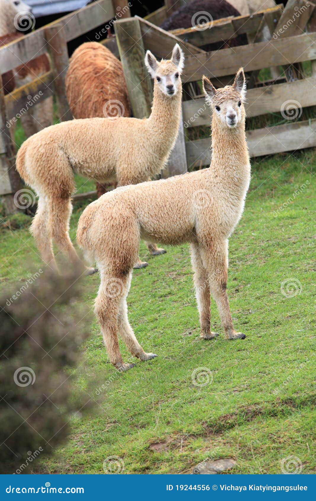 Two brown lamas stock photo. Image of green, ecuador - 19244556