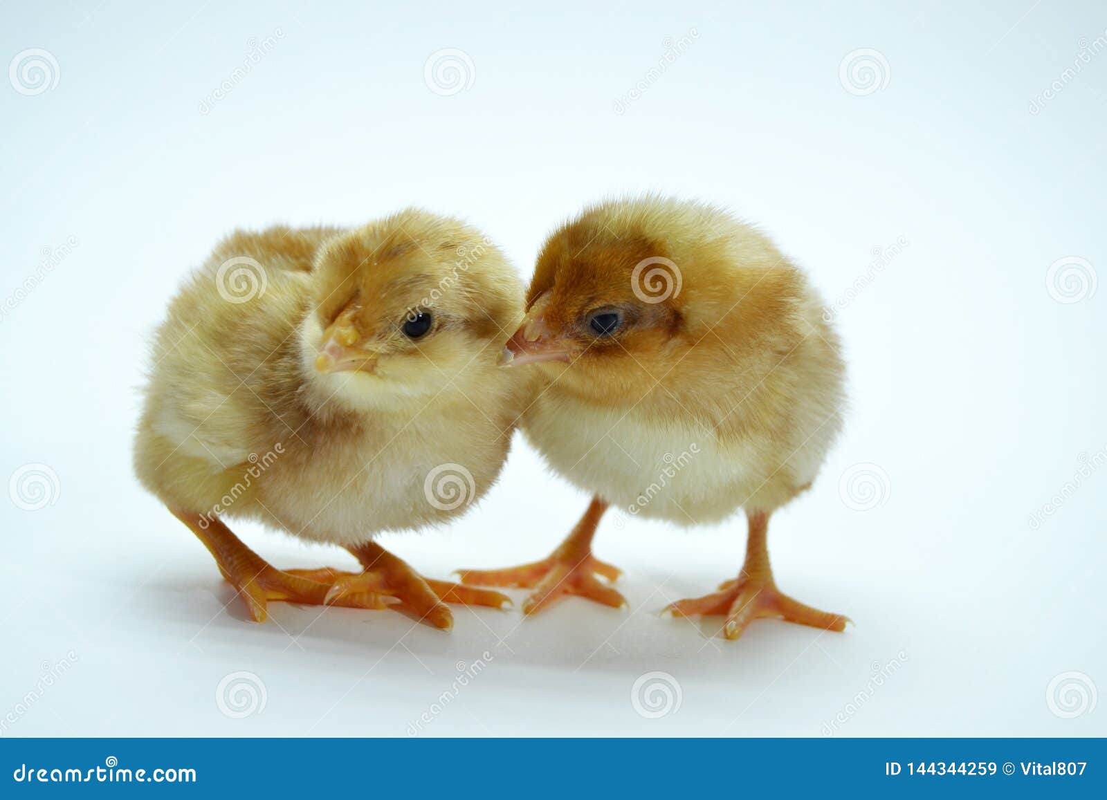 Two Brown Little Chickens Isolated on the White Stock Image - Image of ...