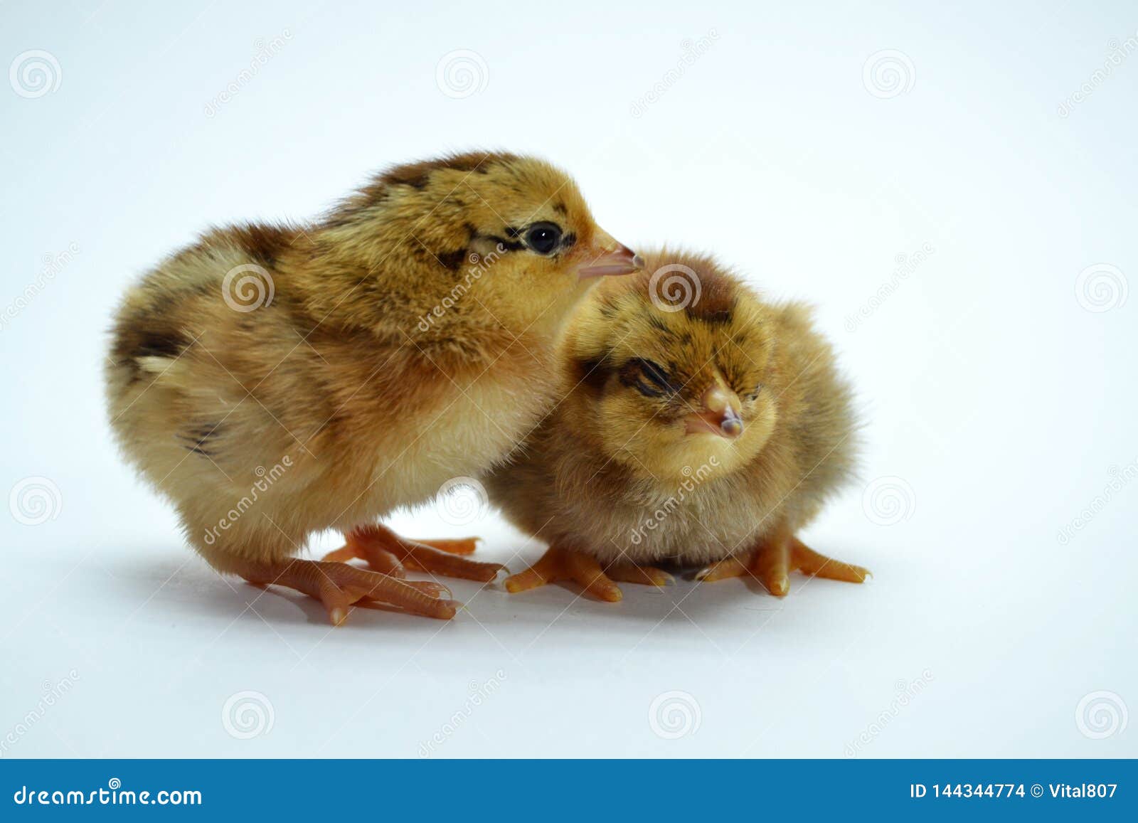 Two Brown Little Chickens Isolated on the White Stock Photo - Image of ...