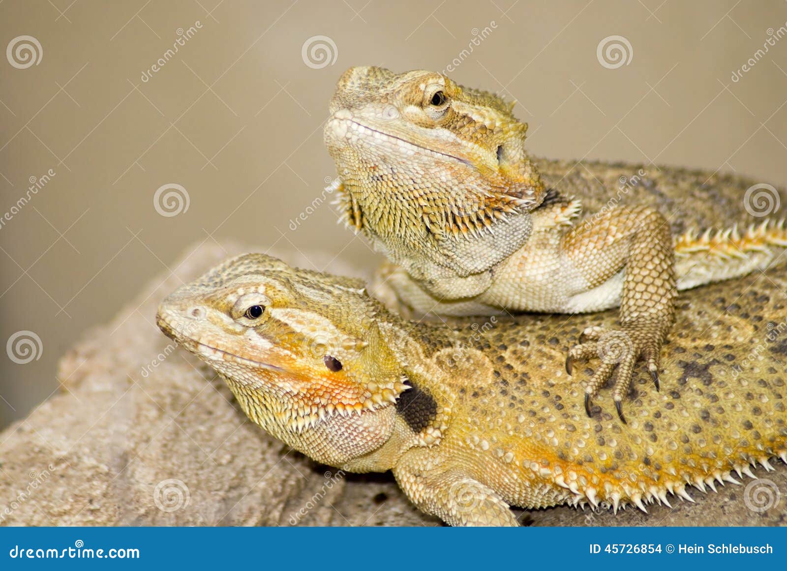 Two Brown lizzards stock photo. Image of claws, long - 45726854