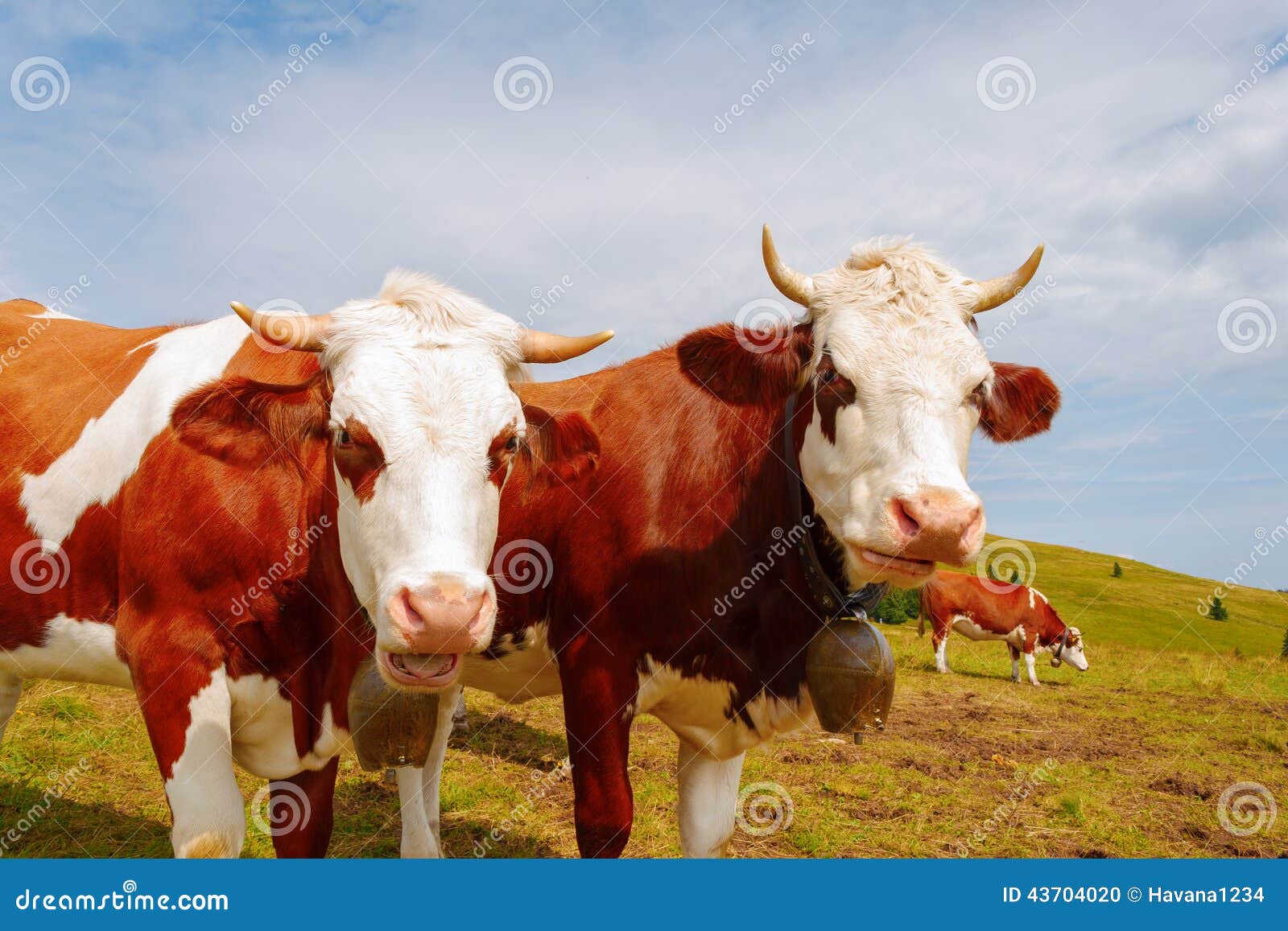 Two Brown Mountain Cows with Bells and Horns. Stock Photo - Image of ...