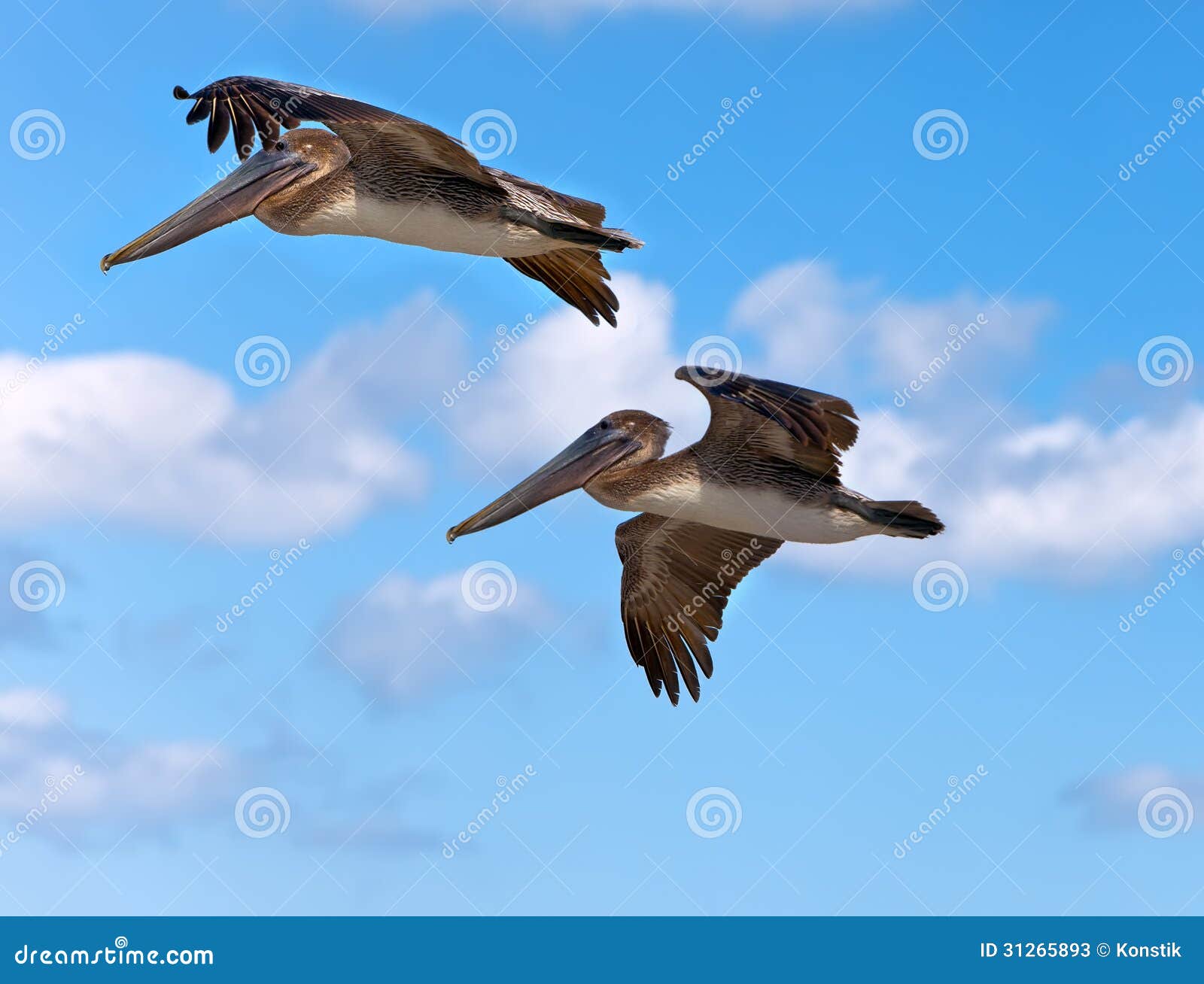 Two Brown Pelicans in Flight Stock Image - Image of nature, beak: 31265893