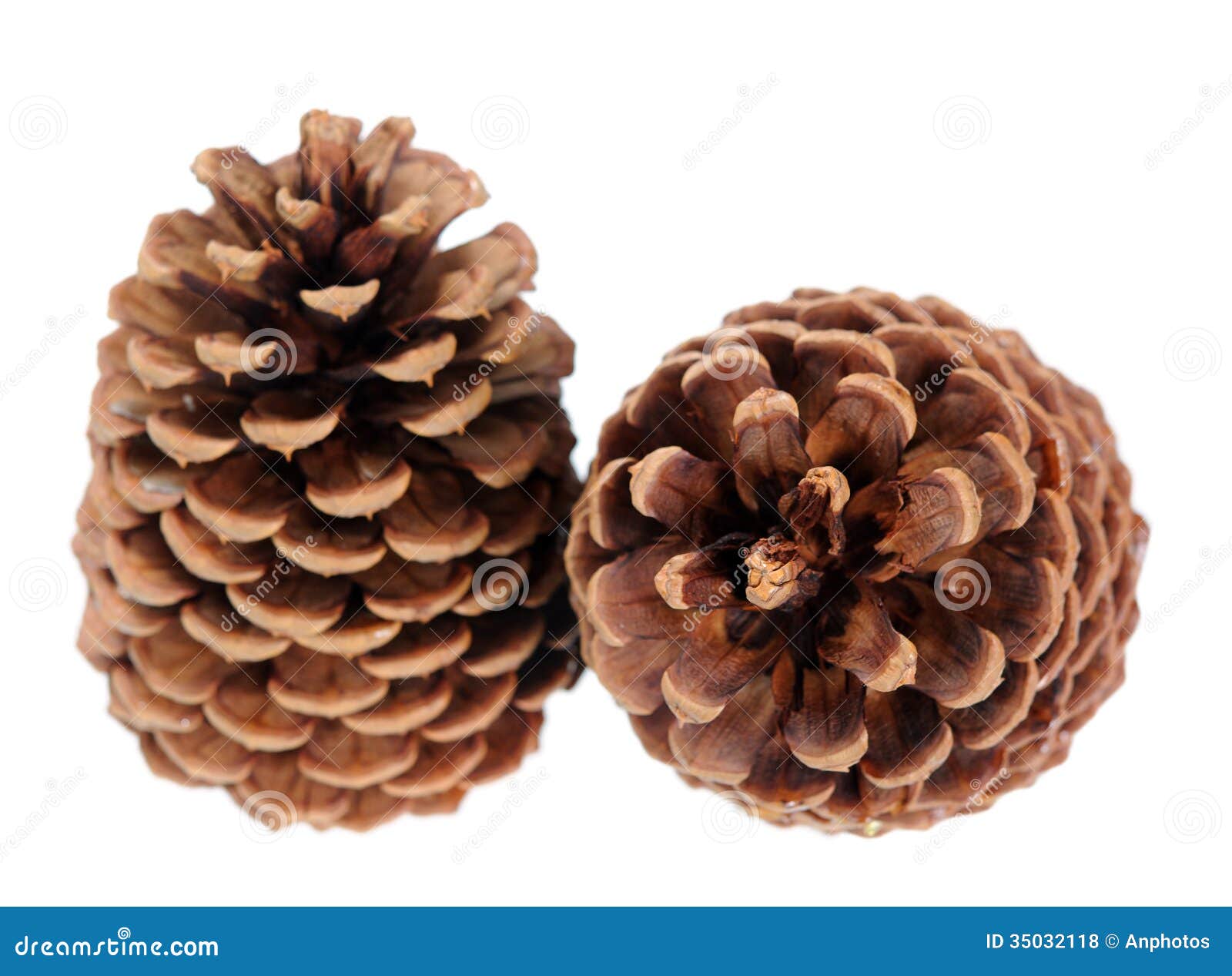 Two Brown pine cone stock photo. Image of decorate, pine - 35032118