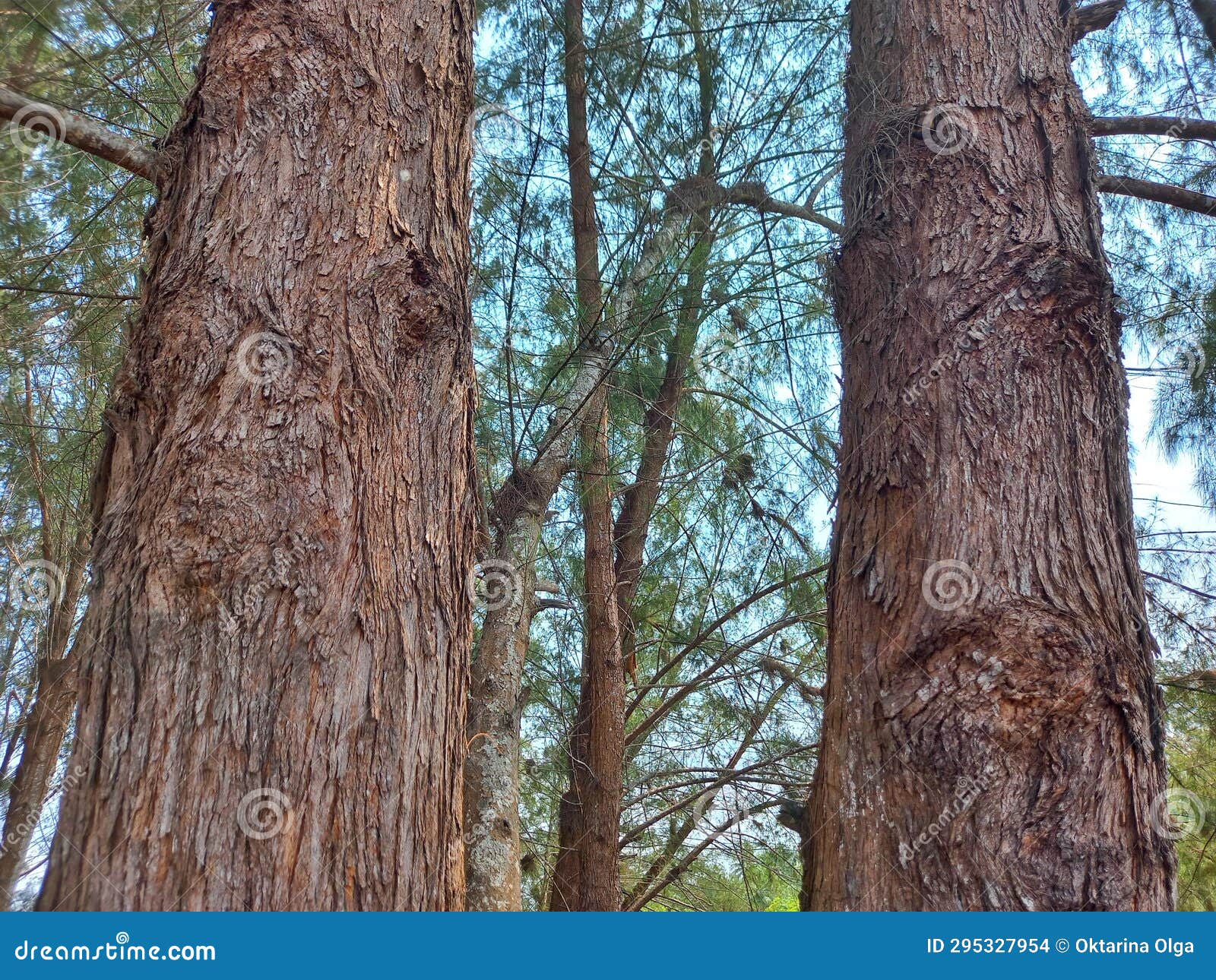 Two Brown Pine Trees Next To Each Other Stock Photo - Image of trunk ...