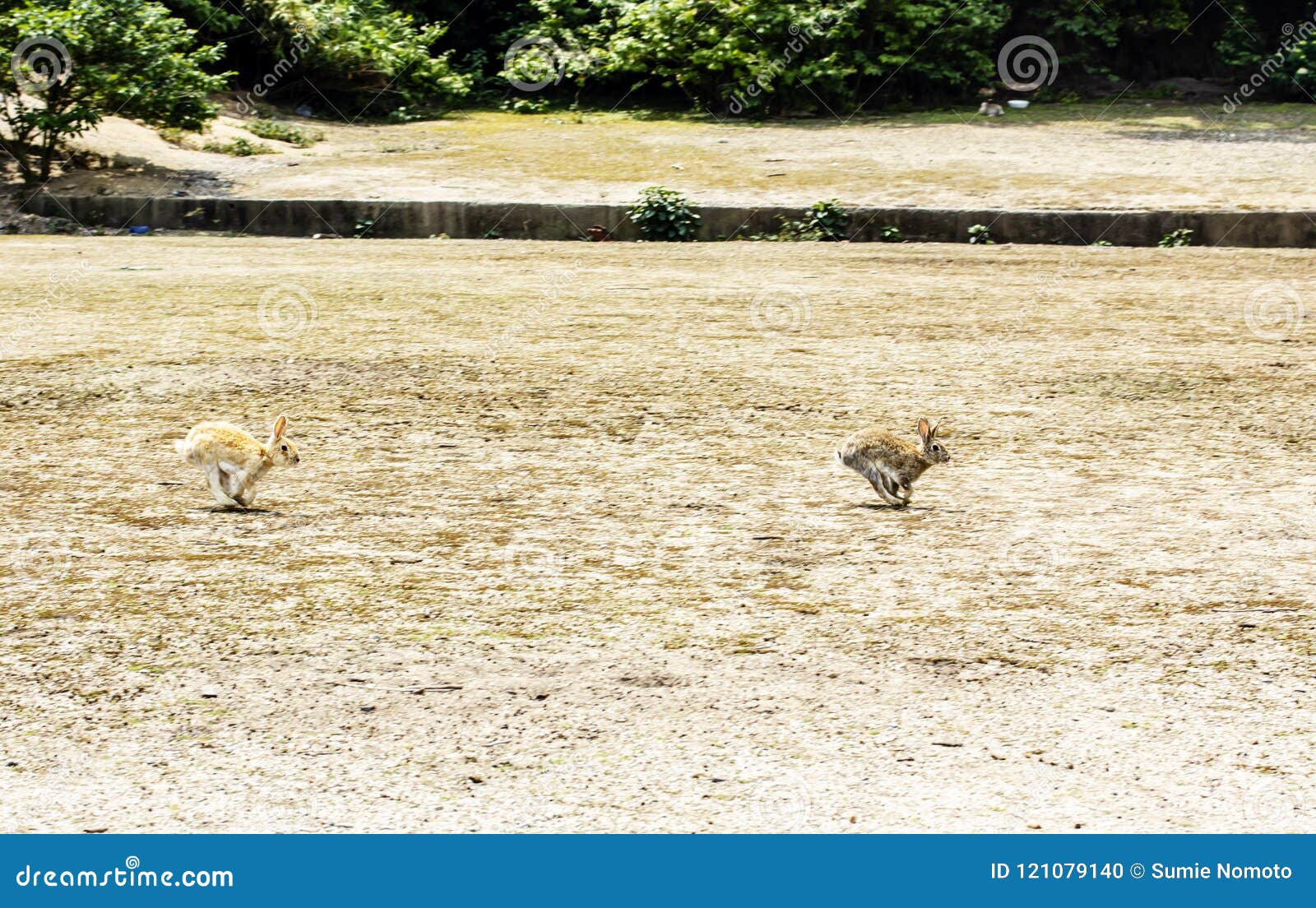 Two Brown Rabbits Run at the Ground Stock Photo - Image of field ...