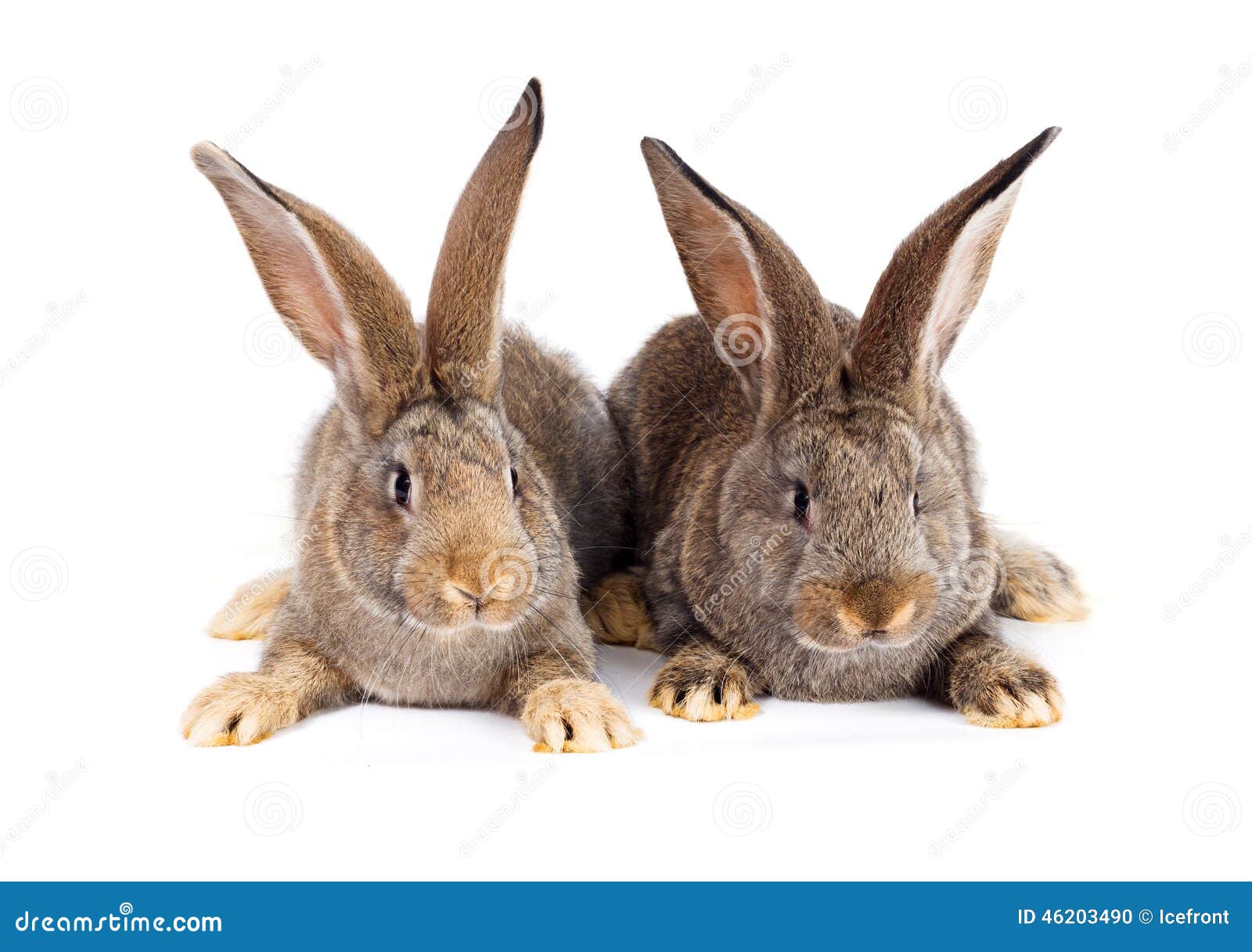 Rabbits Are Sitting In The Basket Royalty-Free Stock Photography ...